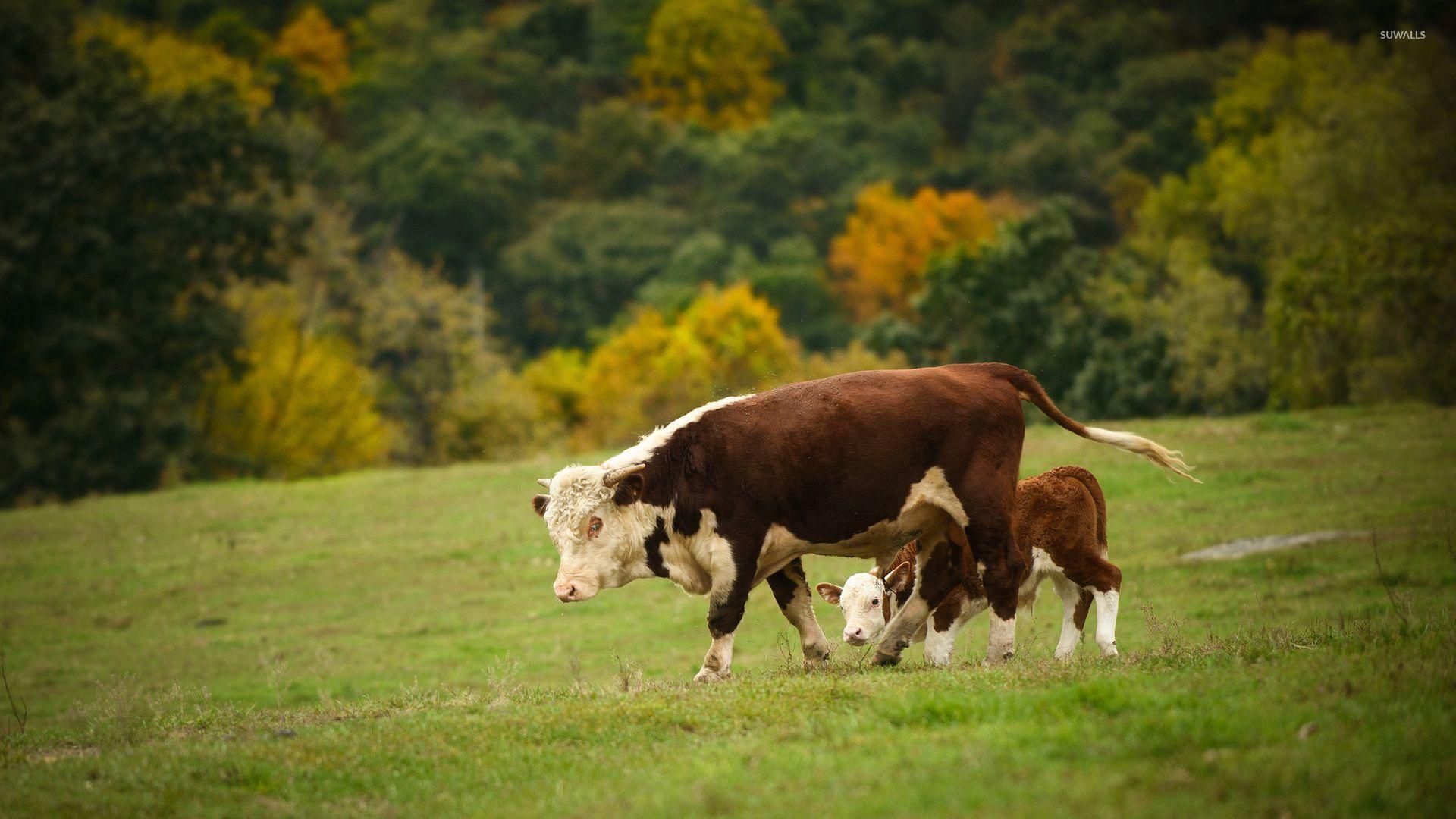 Baby Calf Wallpapers - Top Free Baby Calf Backgrounds - WallpaperAccess