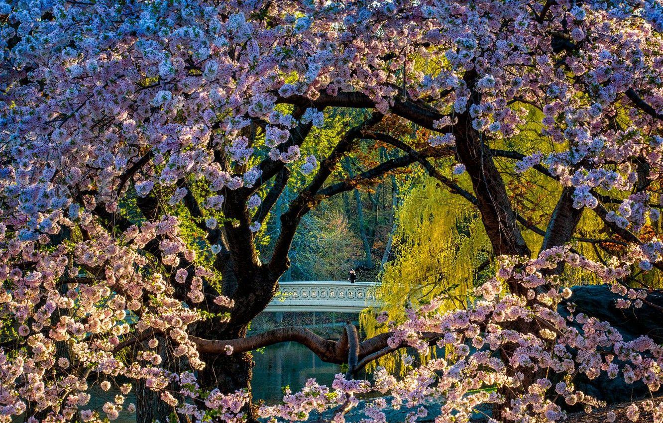 Spring Bridge Wallpapers - Top Free Spring Bridge Backgrounds ...
