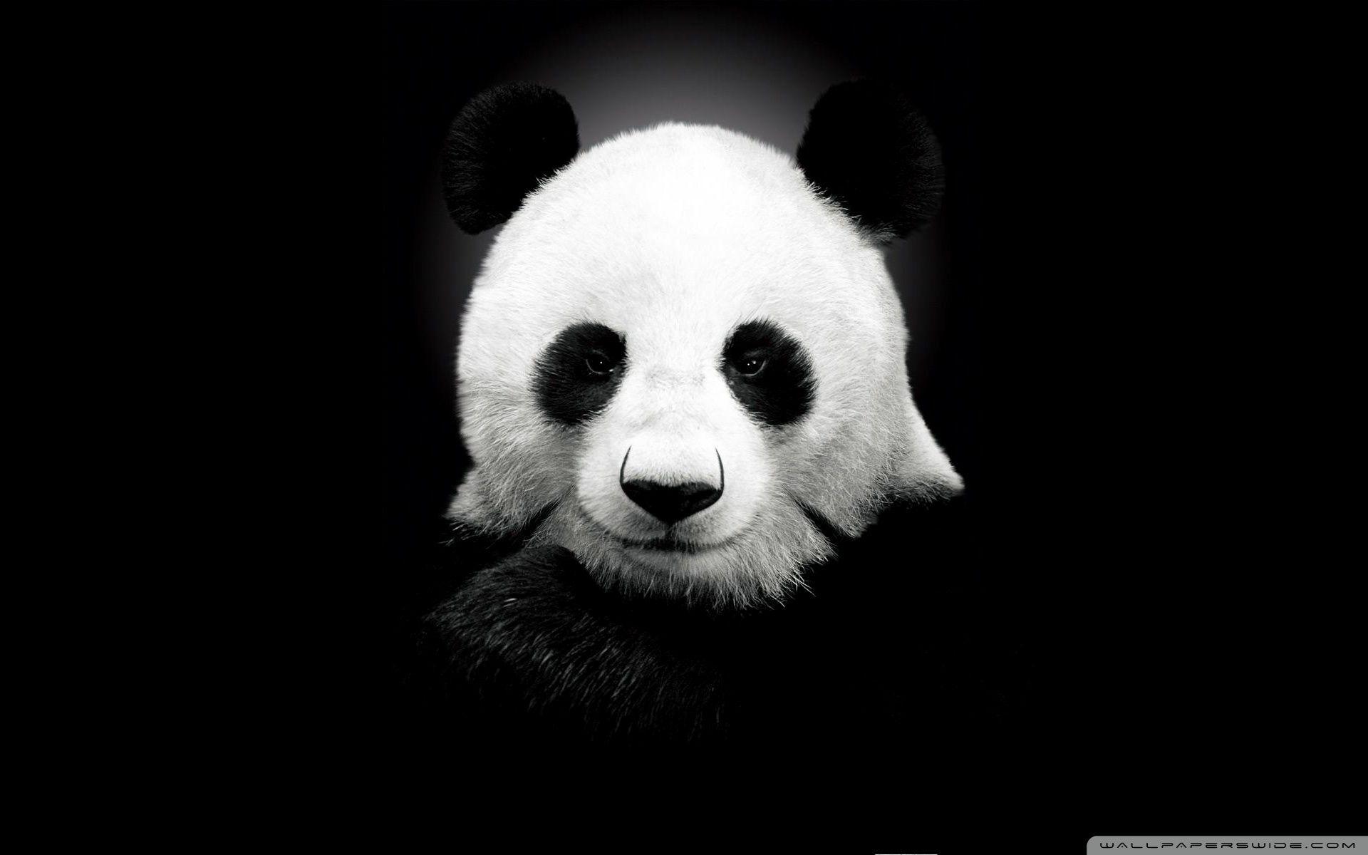 Panda Eyes Wallpapers - Top Free Panda Eyes Backgrounds - WallpaperAccess