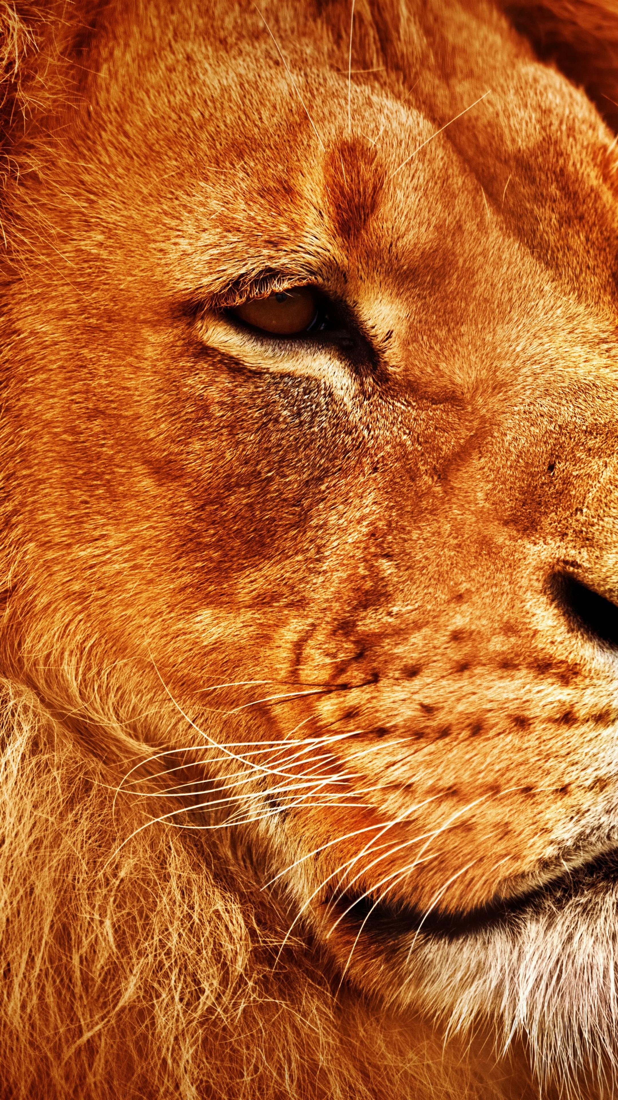 Lion Mobile Wallpapers - Top Free Lion Mobile Backgrounds - WallpaperAccess