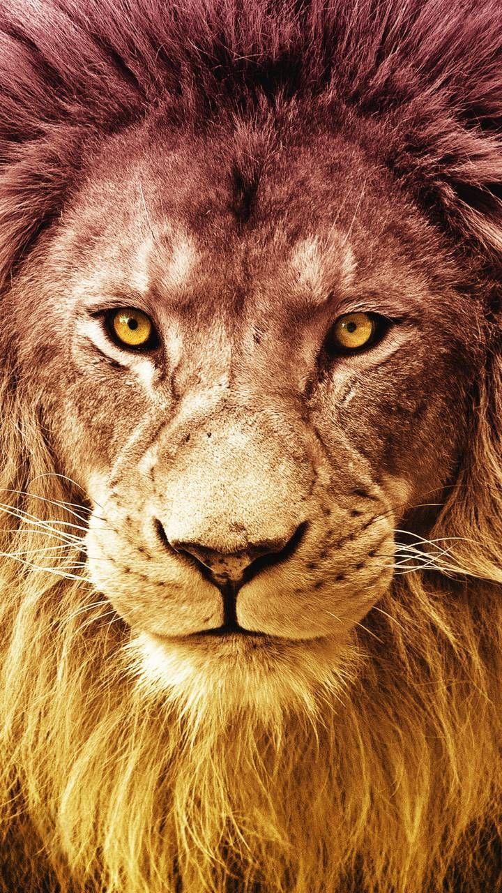 Lion Mobile Wallpapers - Top Free Lion Mobile Backgrounds - WallpaperAccess