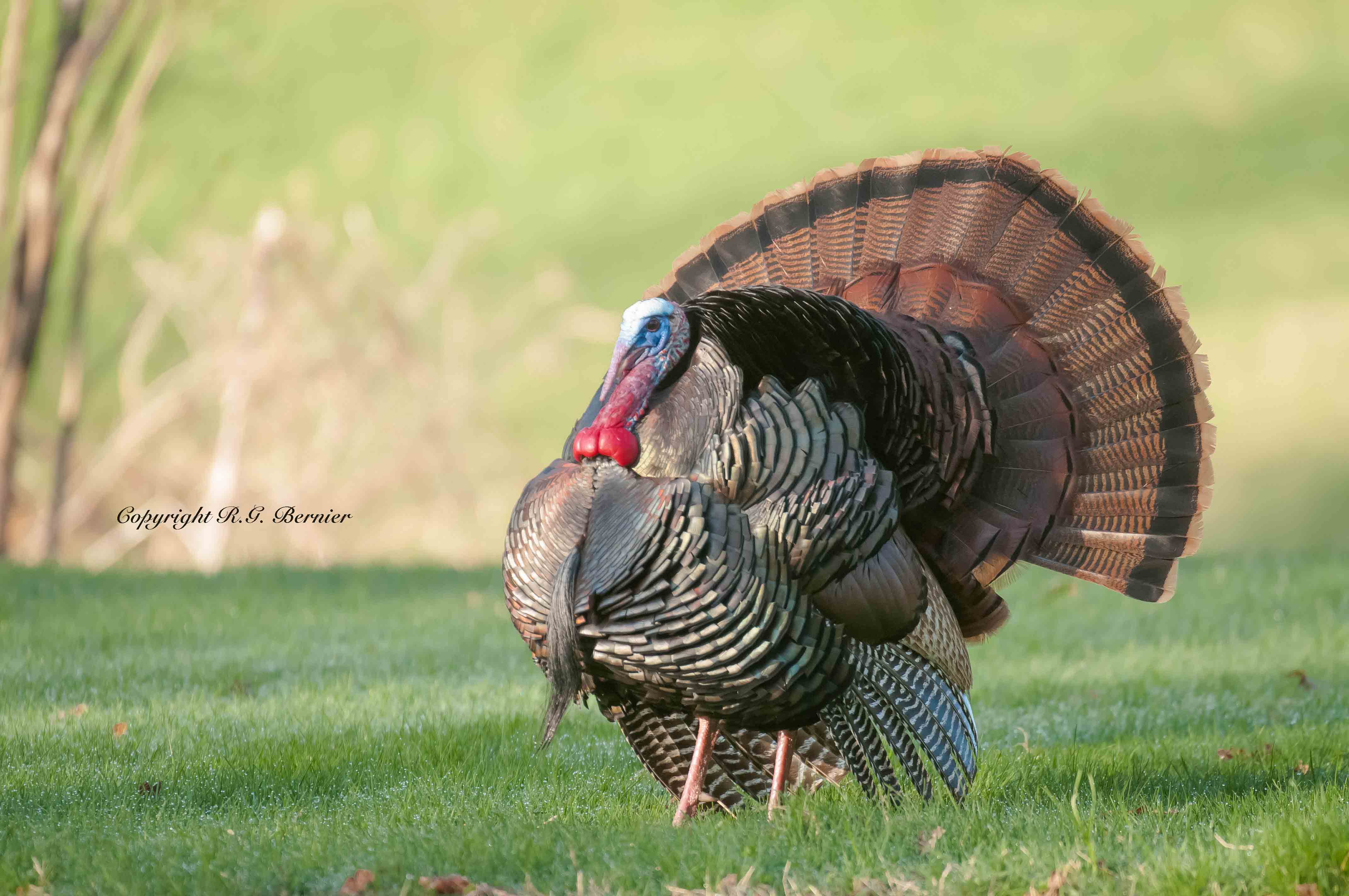 Spring Gobbler Wallpapers - Top Free Spring Gobbler Backgrounds ...