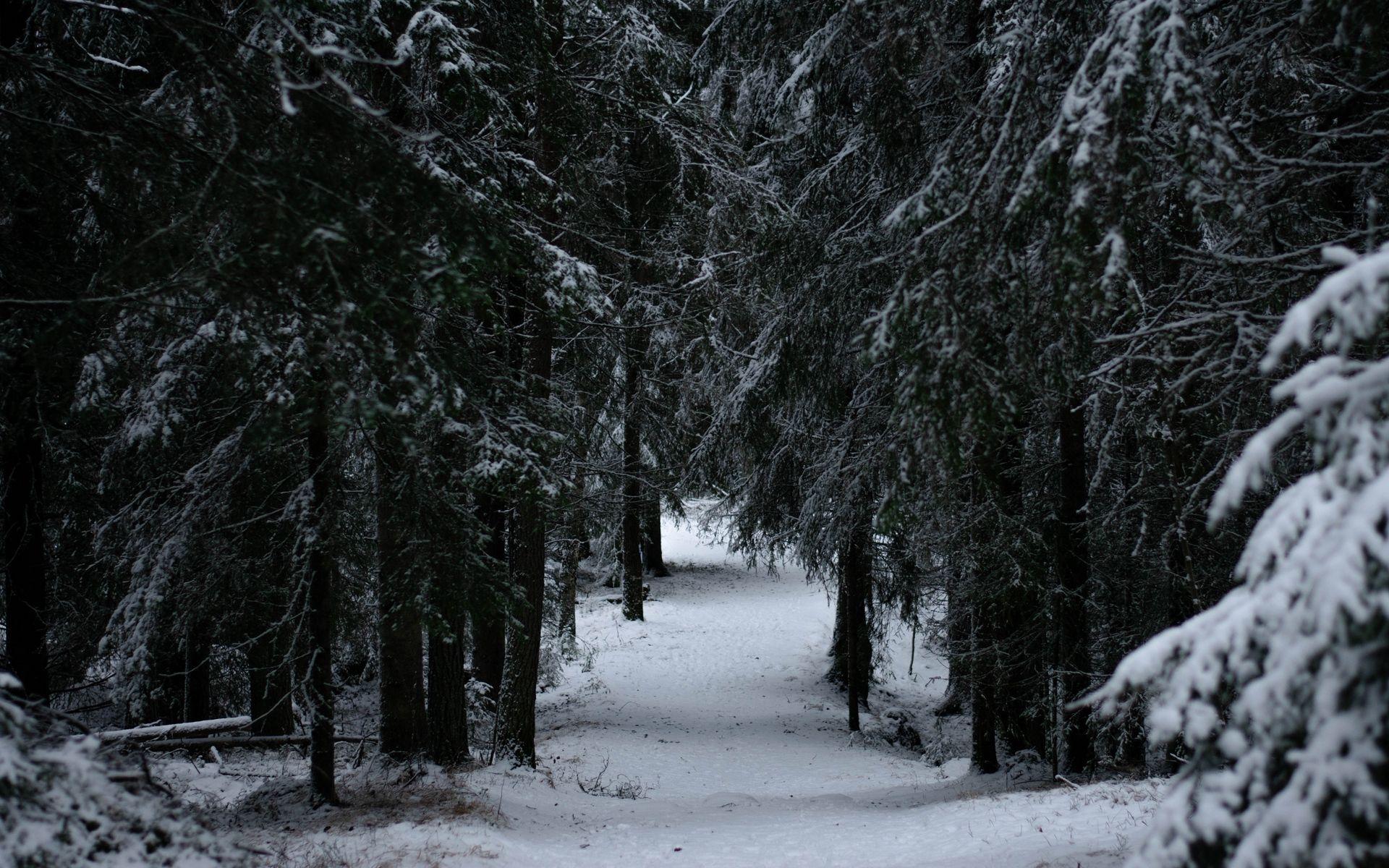 Winter Forest Desktop Wallpapers - Top Free Winter Forest Desktop ...
