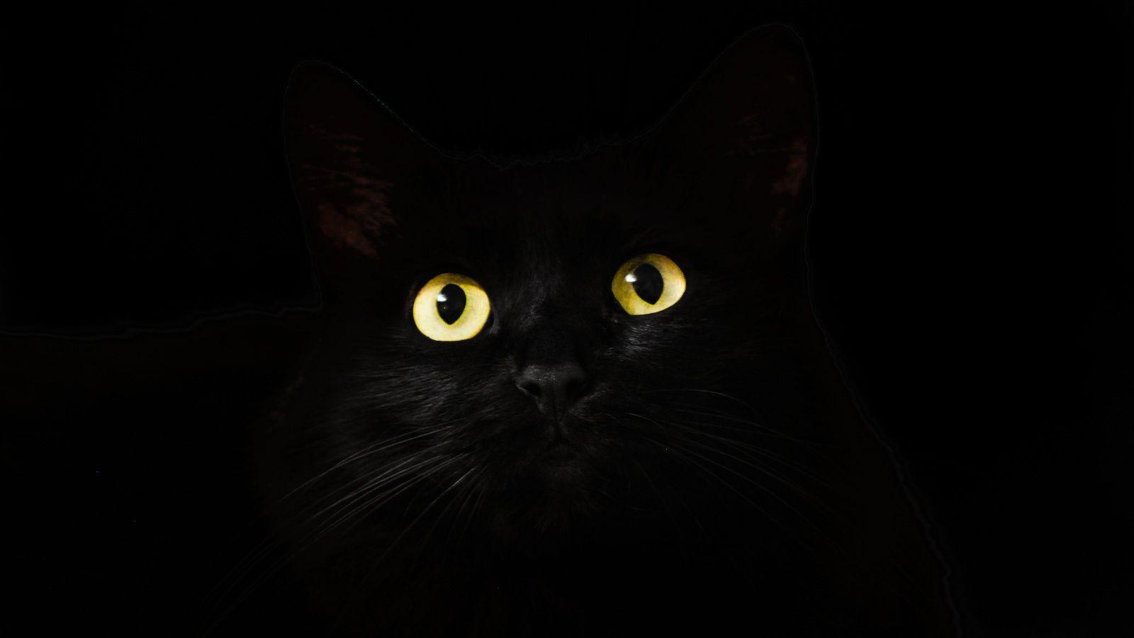 Black Cat 1600 X 900 Wallpapers - Top Free Black Cat 1600 X 900 ...