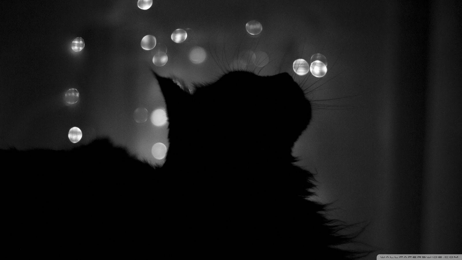 Black Cat 1600 X 900 Wallpapers - Top Free Black Cat 1600 X 900 ...