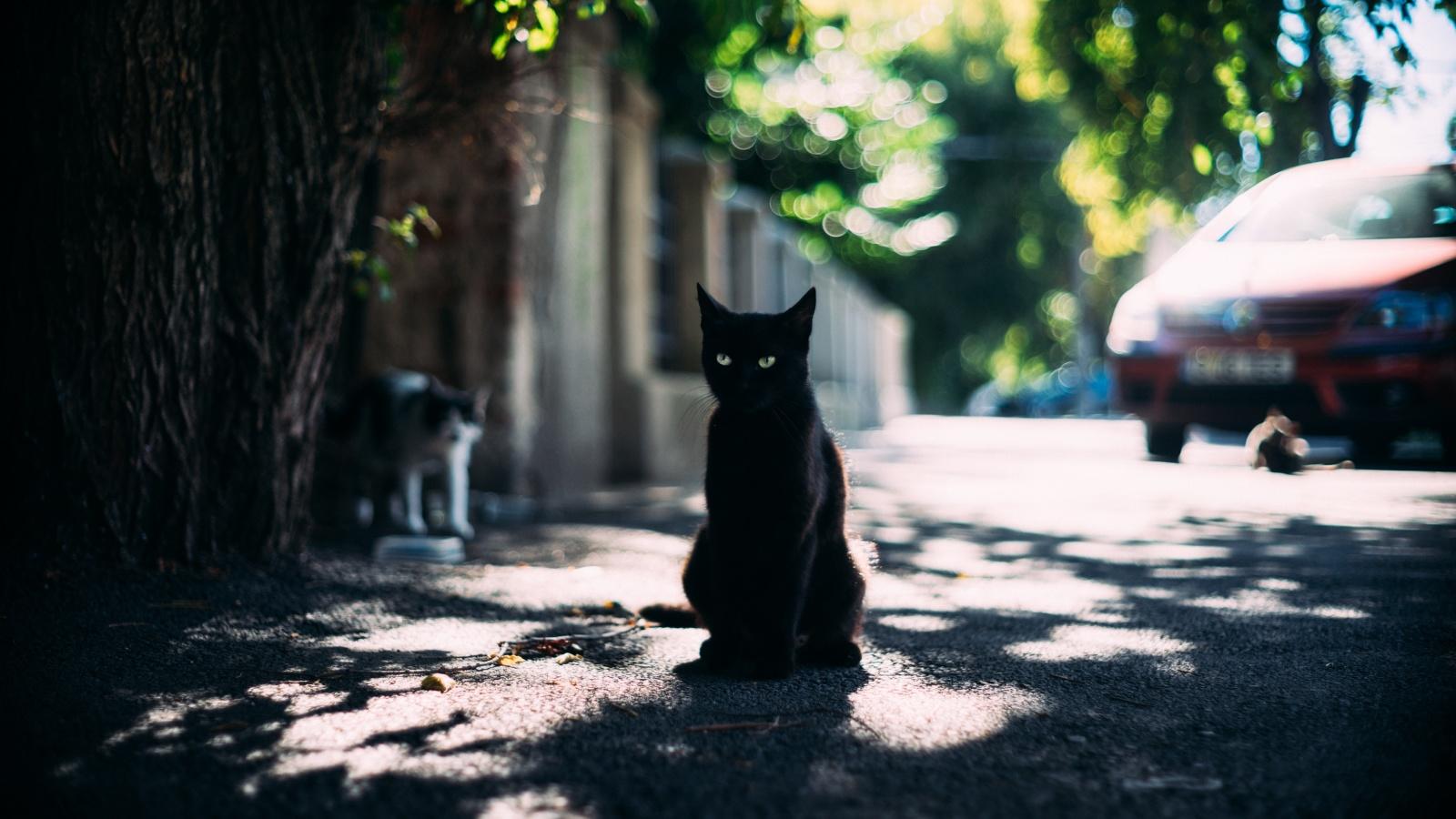 Black Cat 1600 X 900 Wallpapers - Top Free Black Cat 1600 X 900 ...