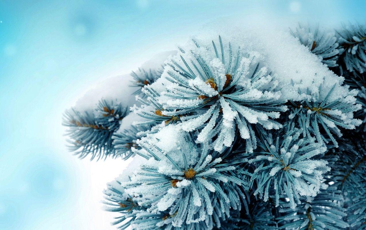 Frosty Wallpapers - Top Free Frosty Backgrounds - WallpaperAccess