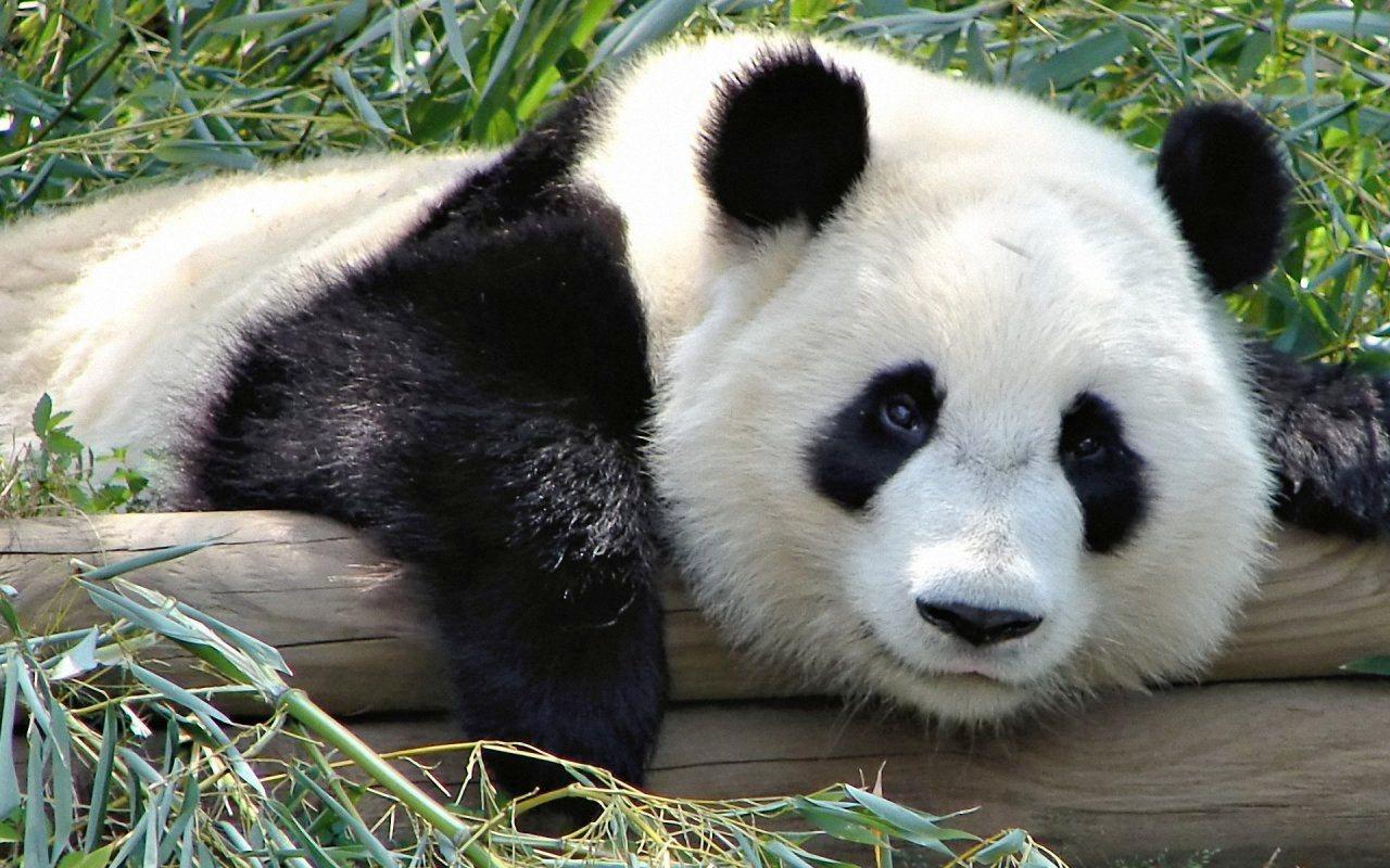 Cool Panda Bear Wallpapers - Top Free Cool Panda Bear Backgrounds ...