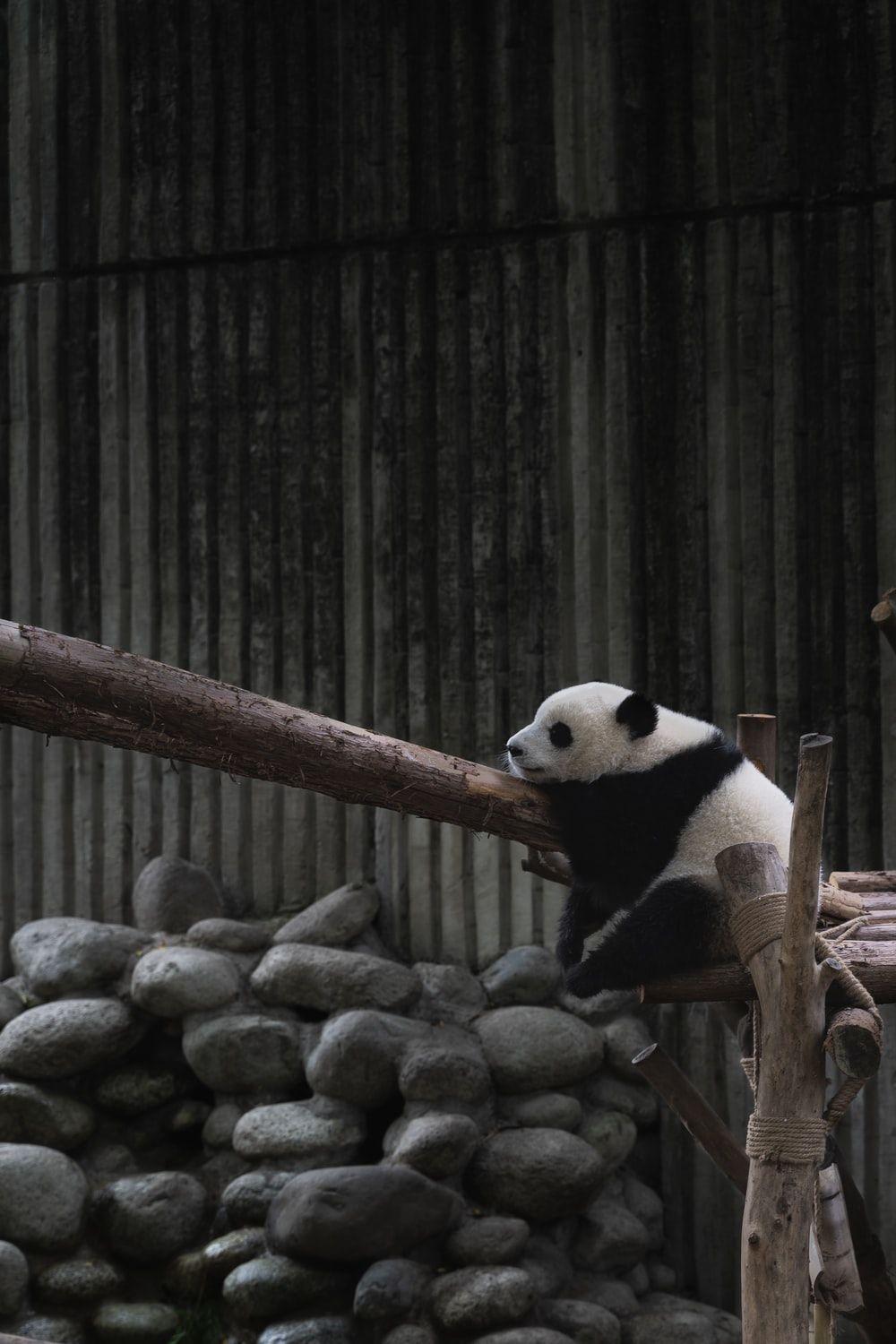 Cool Panda Bear Wallpapers - Top Free Cool Panda Bear Backgrounds ...