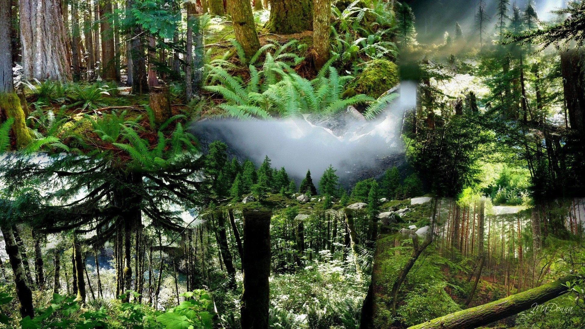 Nature Collage Wallpapers - Top Free Nature Collage Backgrounds ...