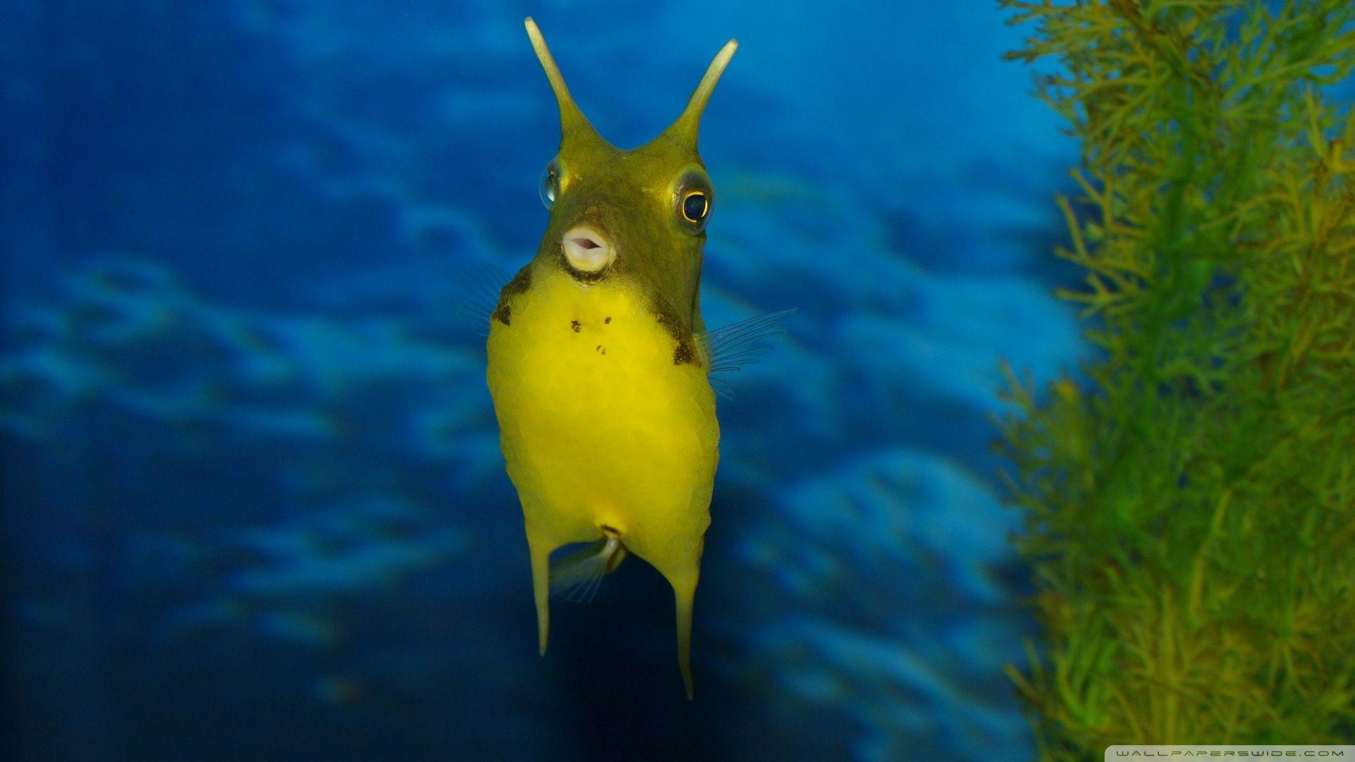 Funny Underwater Wallpapers - Top Free Funny Underwater Backgrounds ...