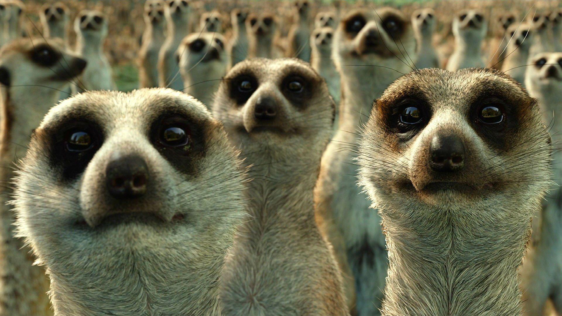 Life of Pi 4K Wallpapers - Top Free Life of Pi 4K Backgrounds ...