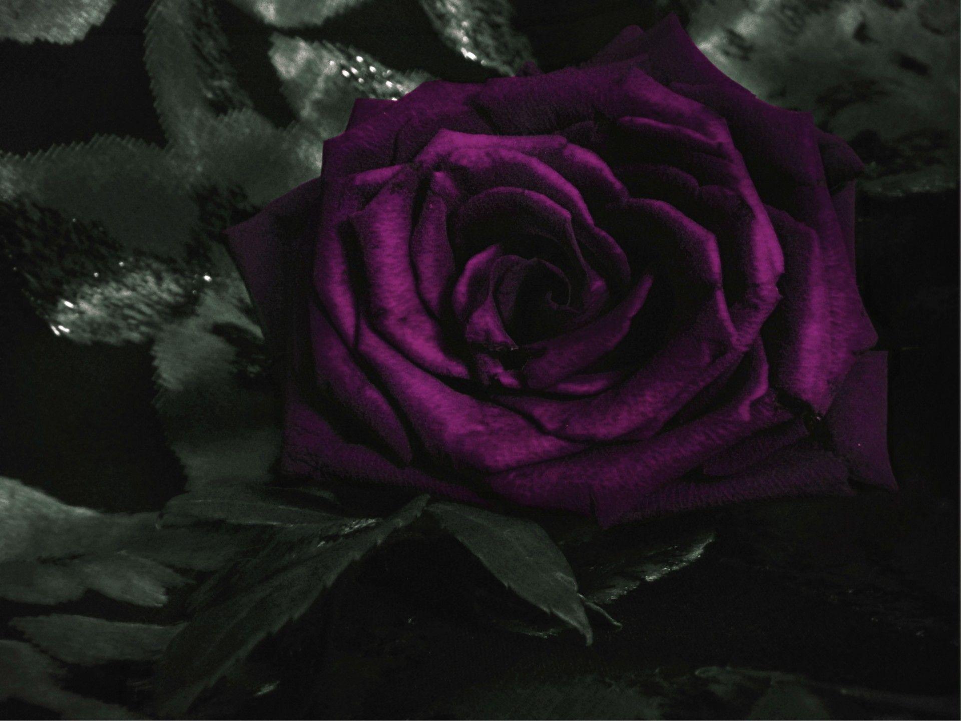Dark Purple Rose Wallpapers - Top Free Dark Purple Rose Backgrounds ...