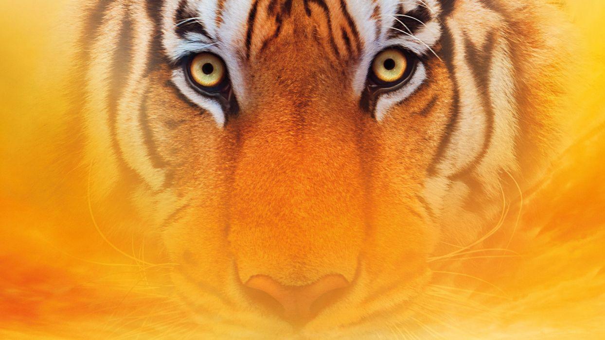 Life of Pi 4K Wallpapers - Top Free Life of Pi 4K Backgrounds ...