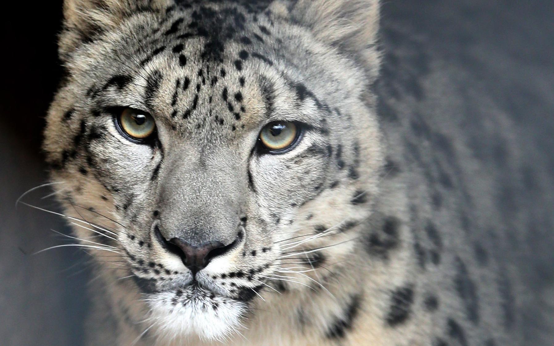 Snow Leopard HD Wallpapers - Top Free Snow Leopard HD Backgrounds ...