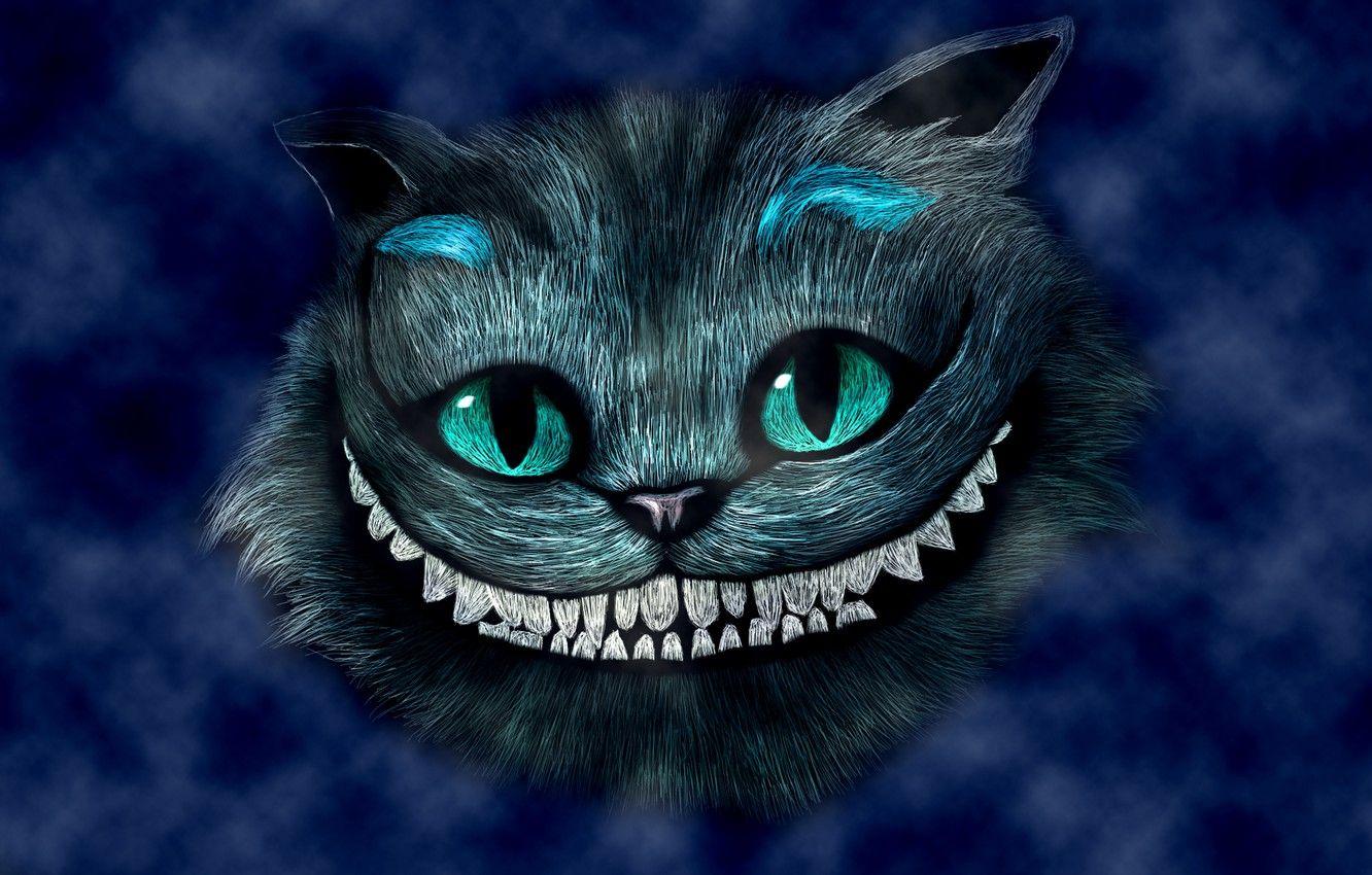 Cat Smile Wallpapers - Top Free Cat Smile Backgrounds - WallpaperAccess