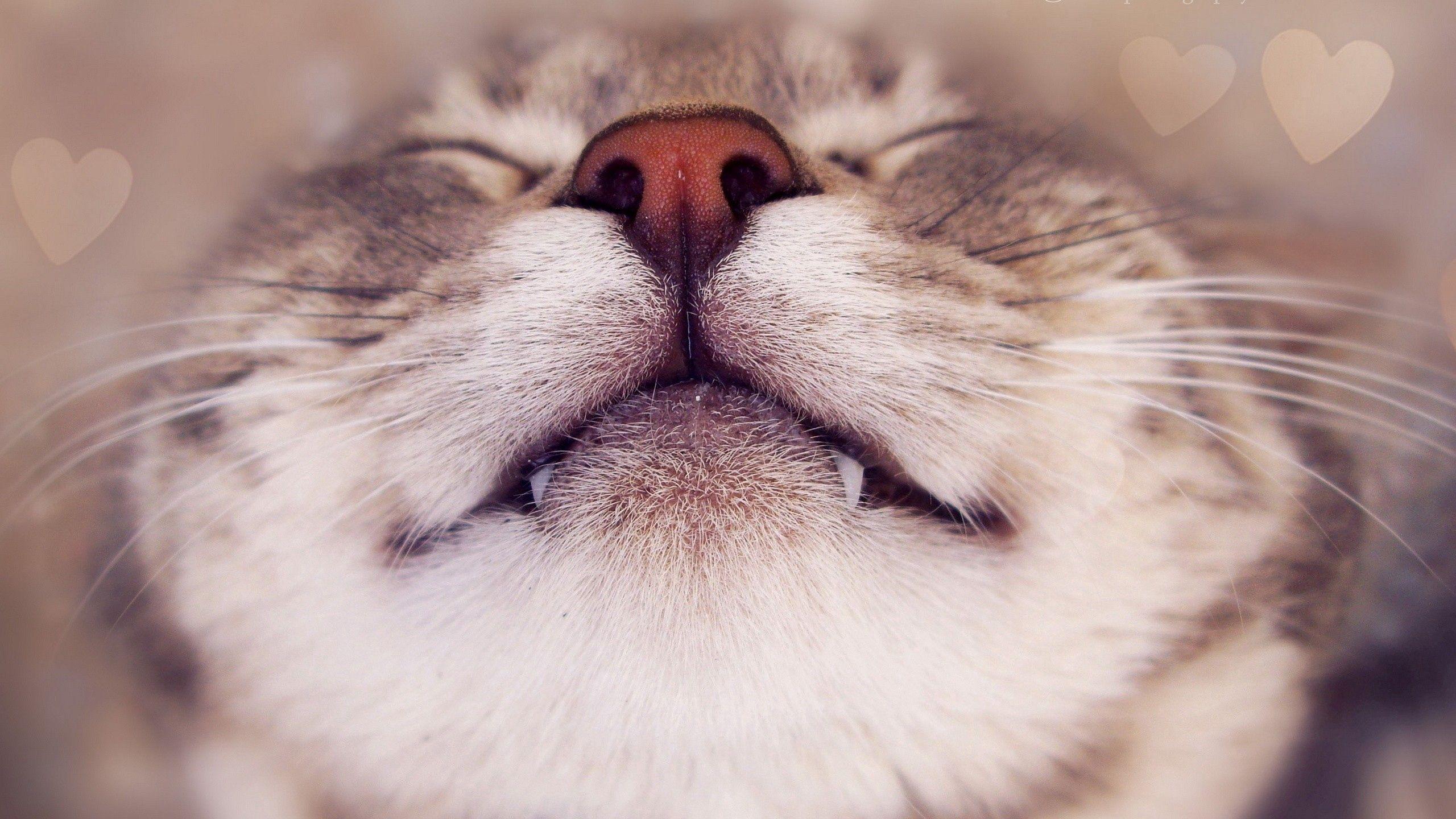 Cat Smile Wallpapers - Top Free Cat Smile Backgrounds - WallpaperAccess