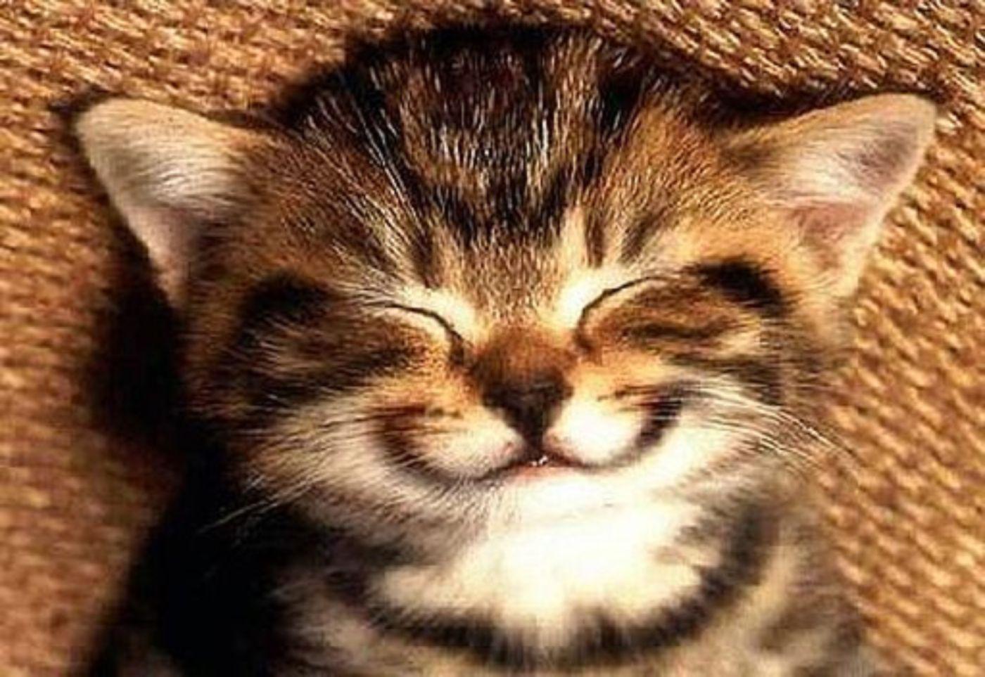 Smiling Cat Wallpapers - Top Free Smiling Cat Backgrounds - WallpaperAccess