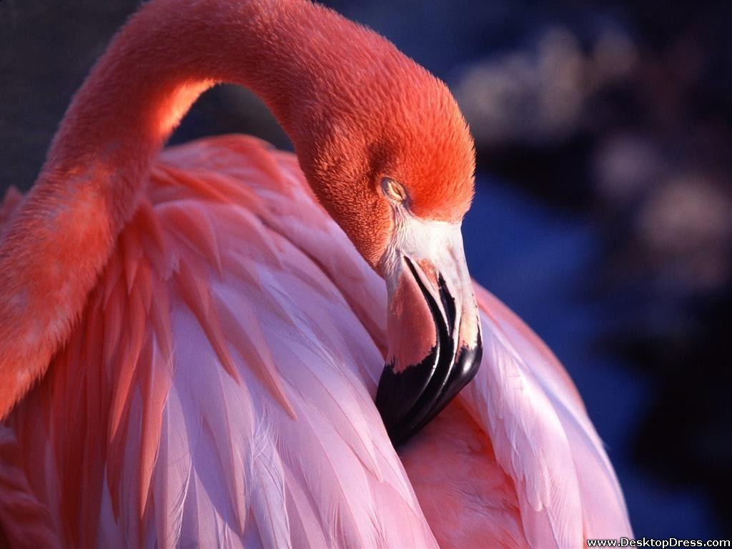 Pink Animals Wallpapers - Top Free Pink Animals Backgrounds ...