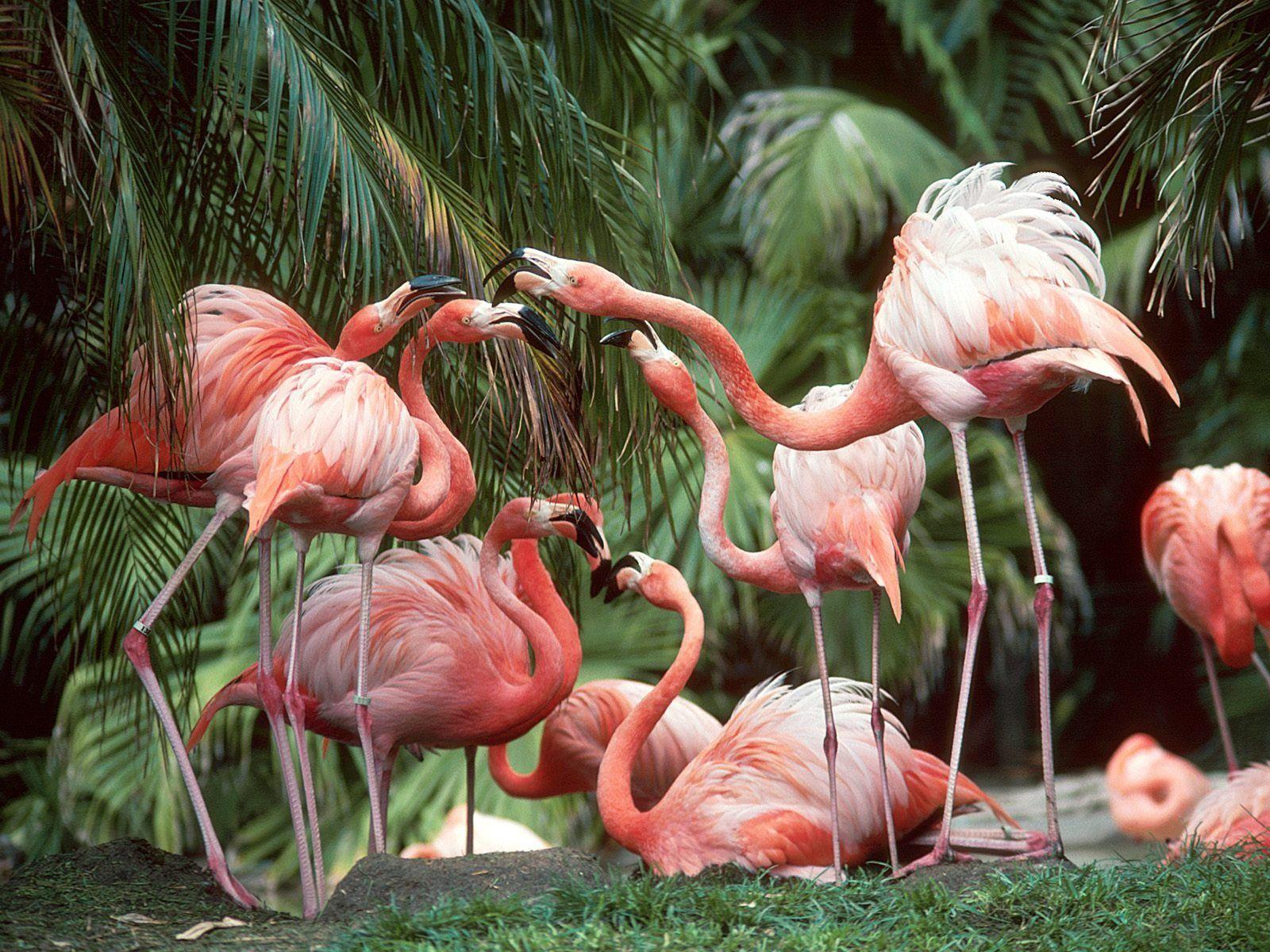 Pink Animals Wallpapers - Top Free Pink Animals Backgrounds ...