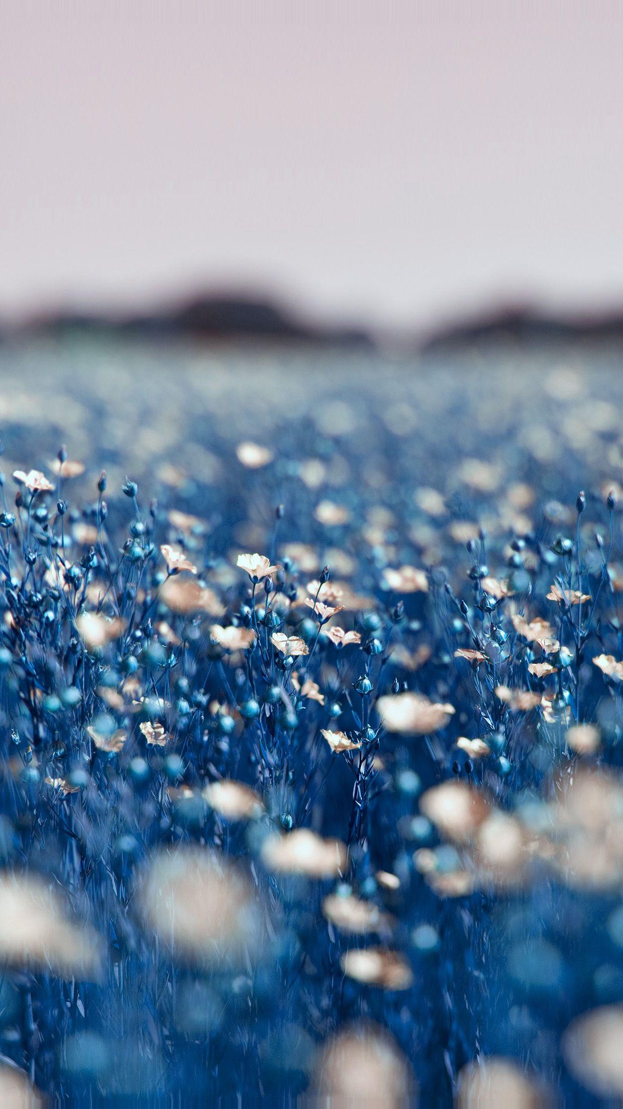 Blue Cosmos Wallpapers - Top Free Blue Cosmos Backgrounds - WallpaperAccess