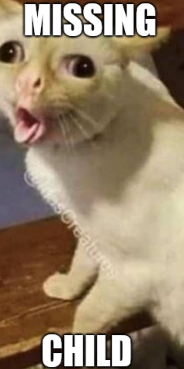 Weird Cat Wallpapers - Top Free Weird Cat Backgrounds - WallpaperAccess