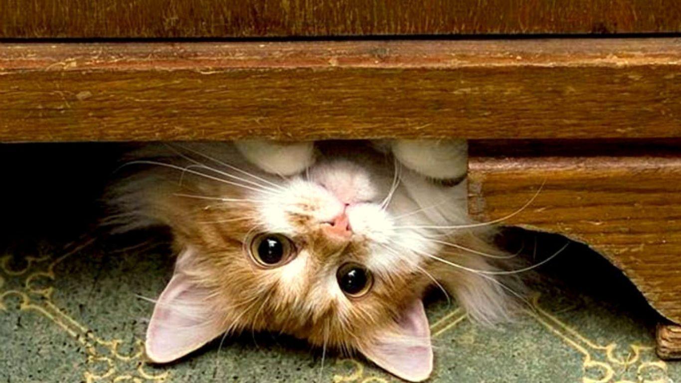 Really Funny Cat Wallpapers - Top Free Really Funny Cat Backgrounds ...