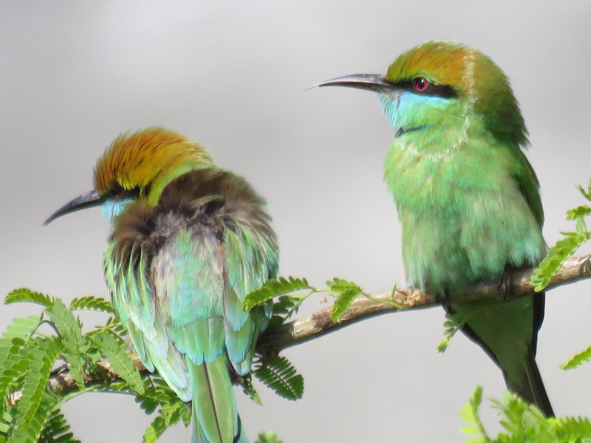 Nilkanth Wallpapers - Top Free Nilkanth Backgrounds - WallpaperAccess