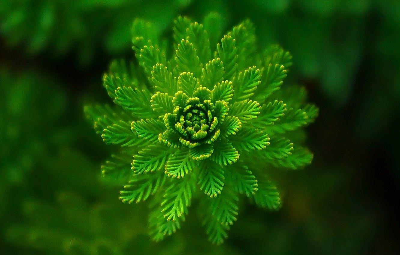 Algae Wallpapers - Top Free Algae Backgrounds - WallpaperAccess