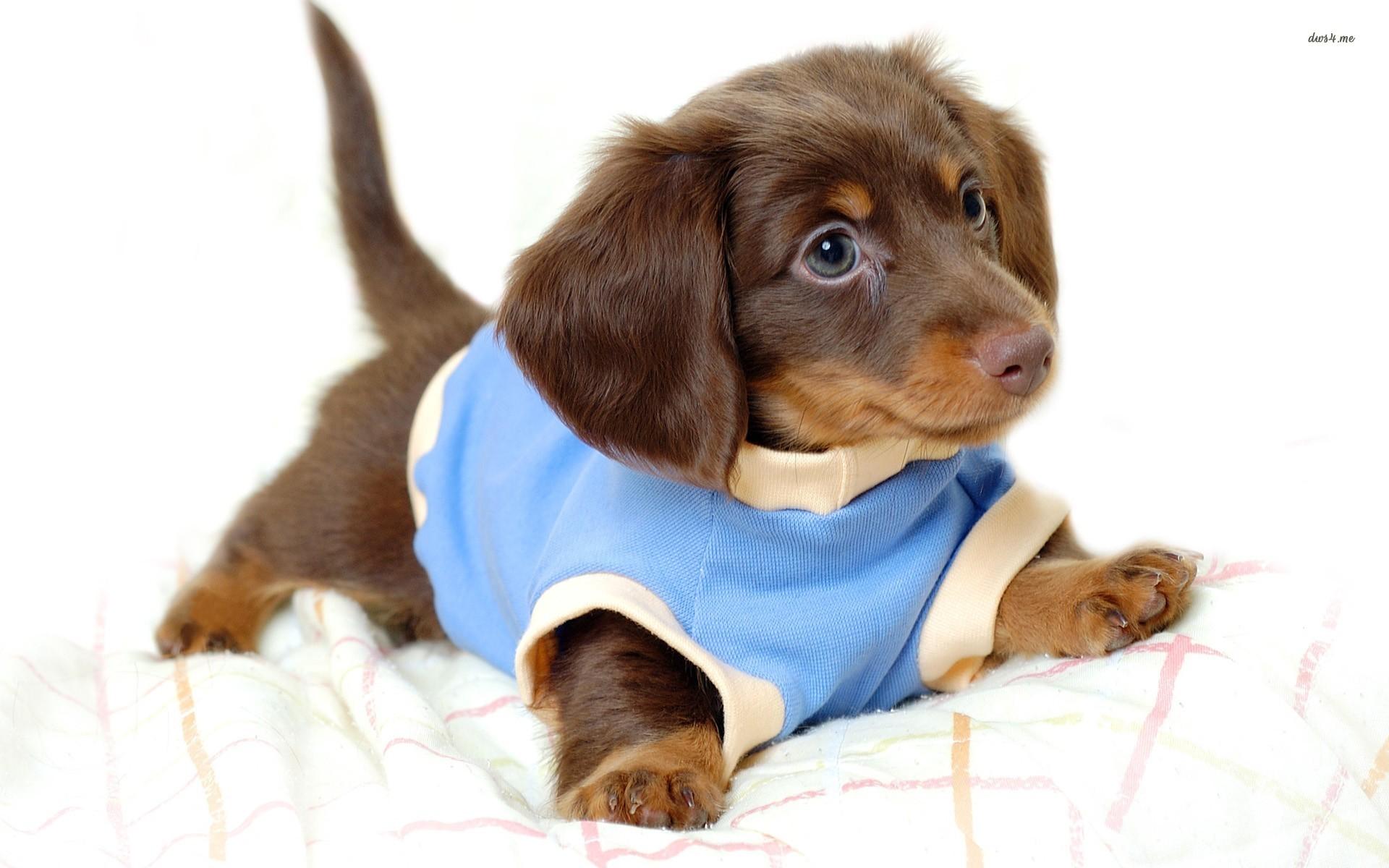 Cute Dachshund Wallpapers - Top Free Cute Dachshund Backgrounds ...