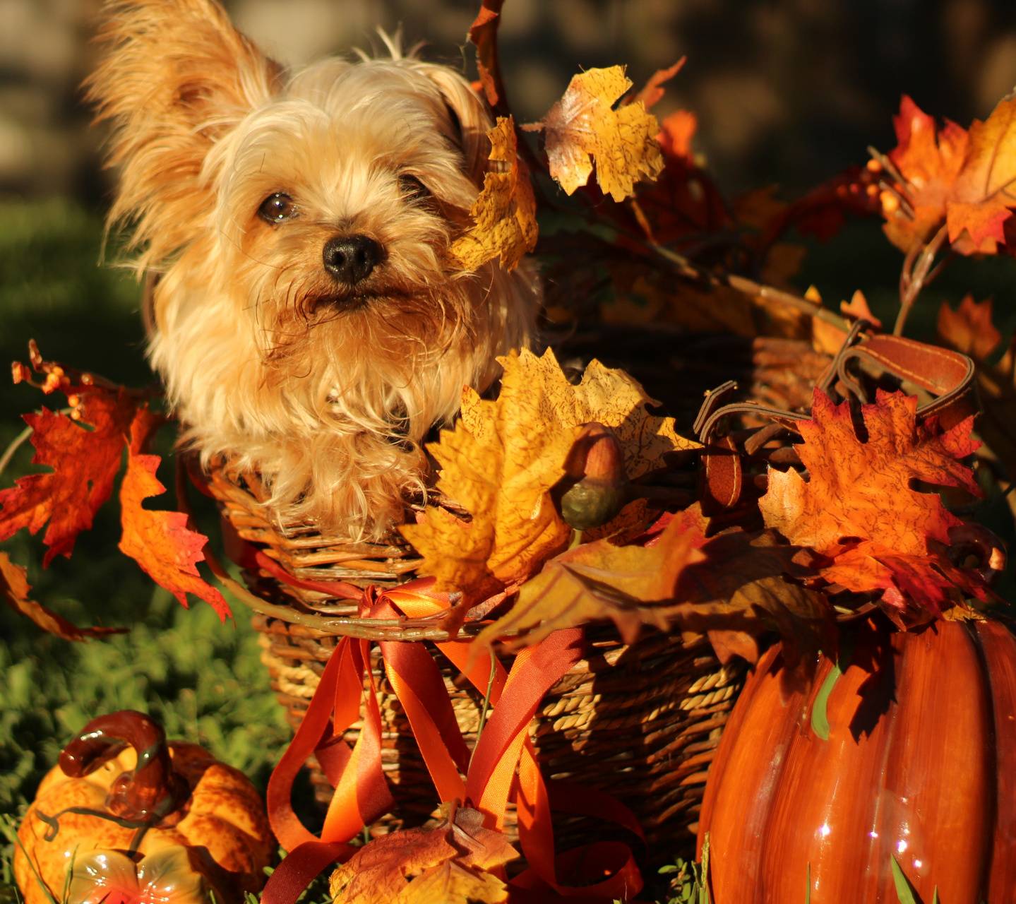 Fall Puppy Wallpapers - Top Free Fall Puppy Backgrounds - WallpaperAccess