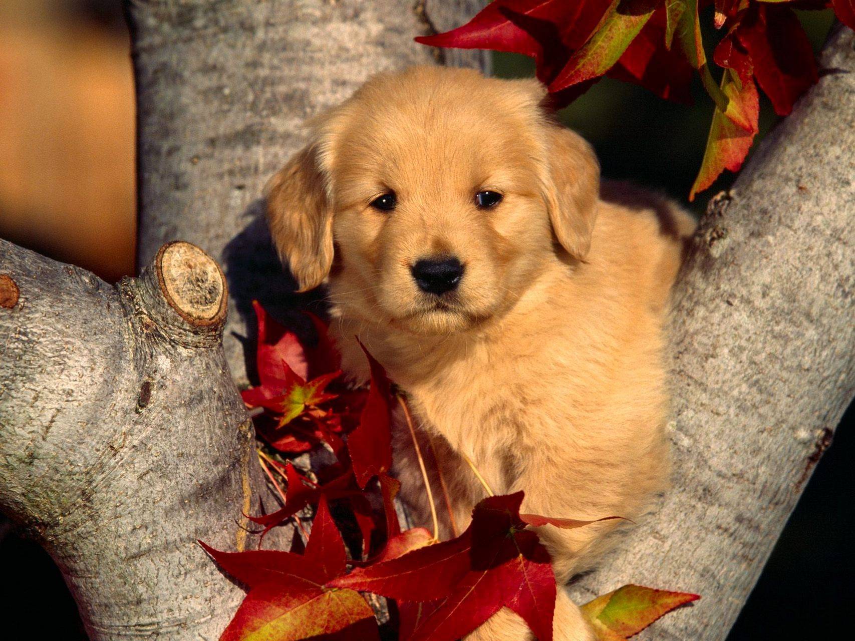 Cute Autumn Dog Wallpapers - Top Free Cute Autumn Dog Backgrounds ...