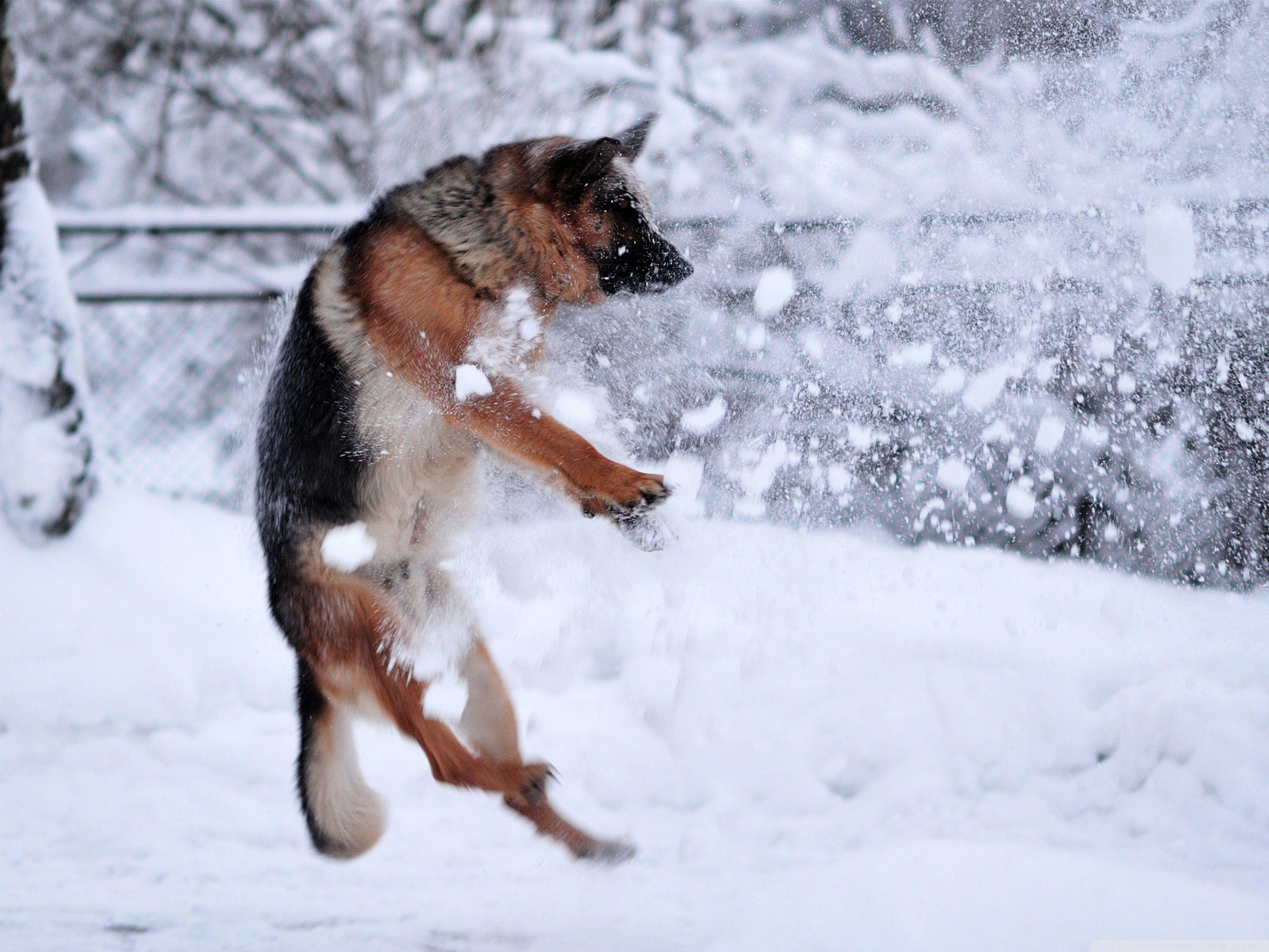 German Shepherd Desktop Wallpapers - Top Free German Shepherd Desktop ...