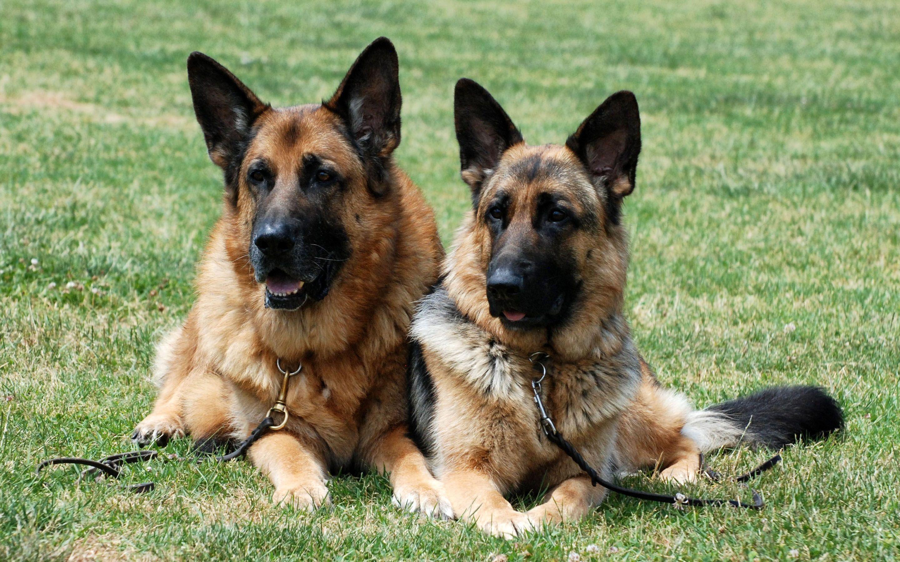 German Shepherd Desktop Wallpapers - Top Free German Shepherd Desktop ...