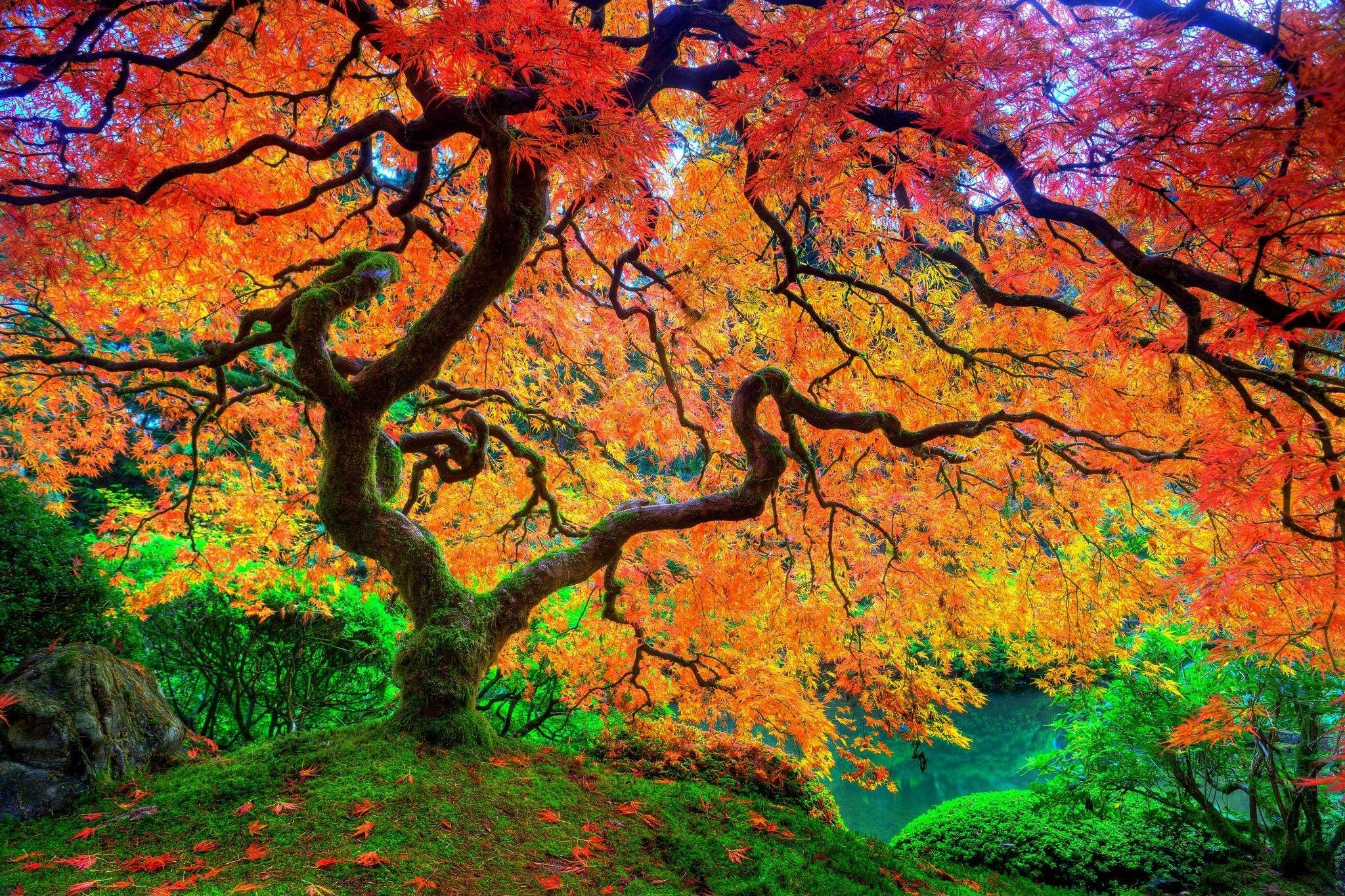 Green Japanese Wallpapers - Top Free Green Japanese Backgrounds ...