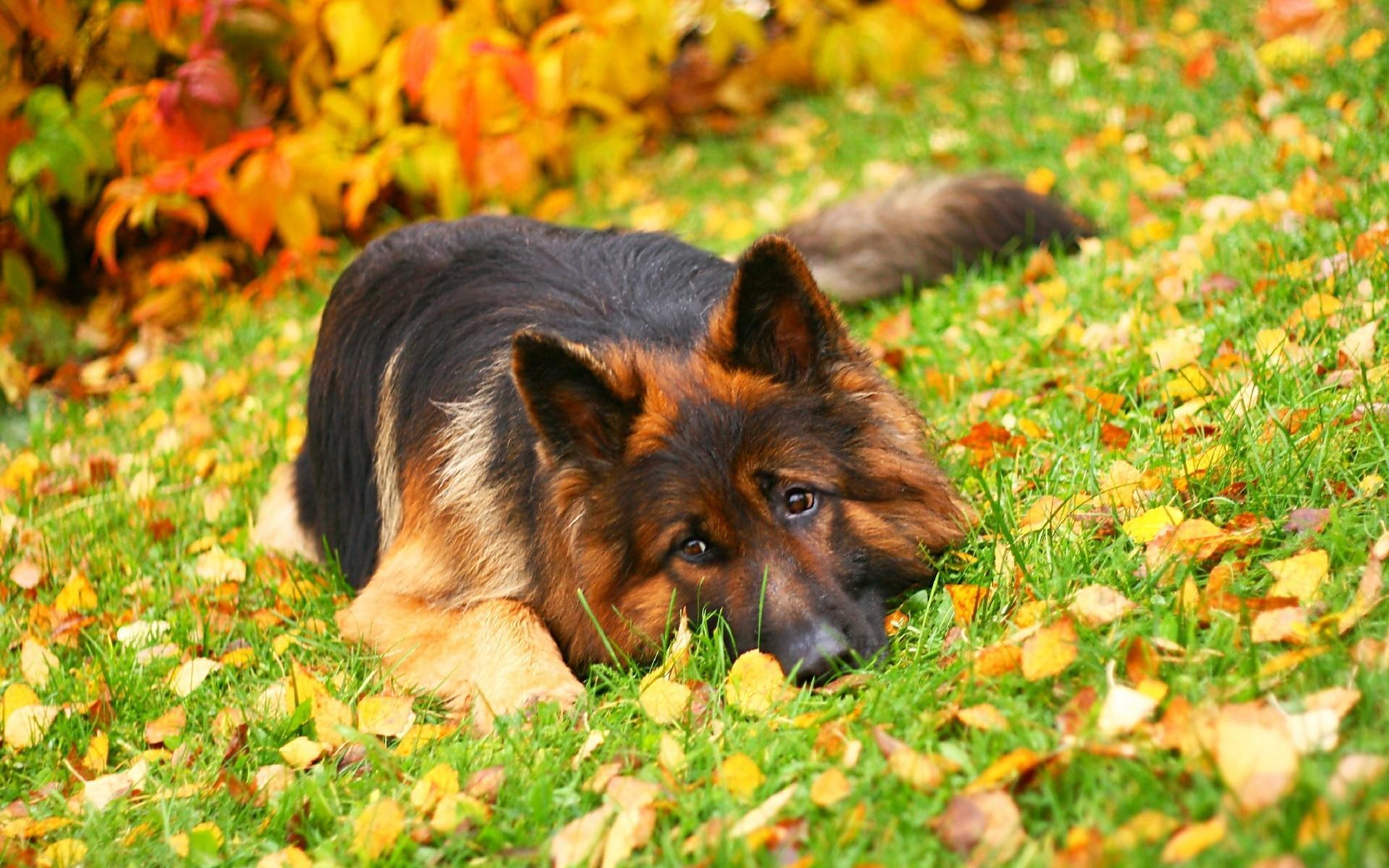 German Shepherd Desktop Wallpapers - Top Free German Shepherd Desktop ...