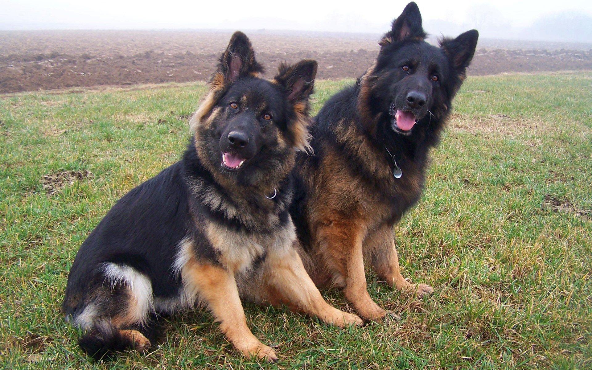 German Shepherd Desktop Wallpapers - Top Free German Shepherd Desktop ...