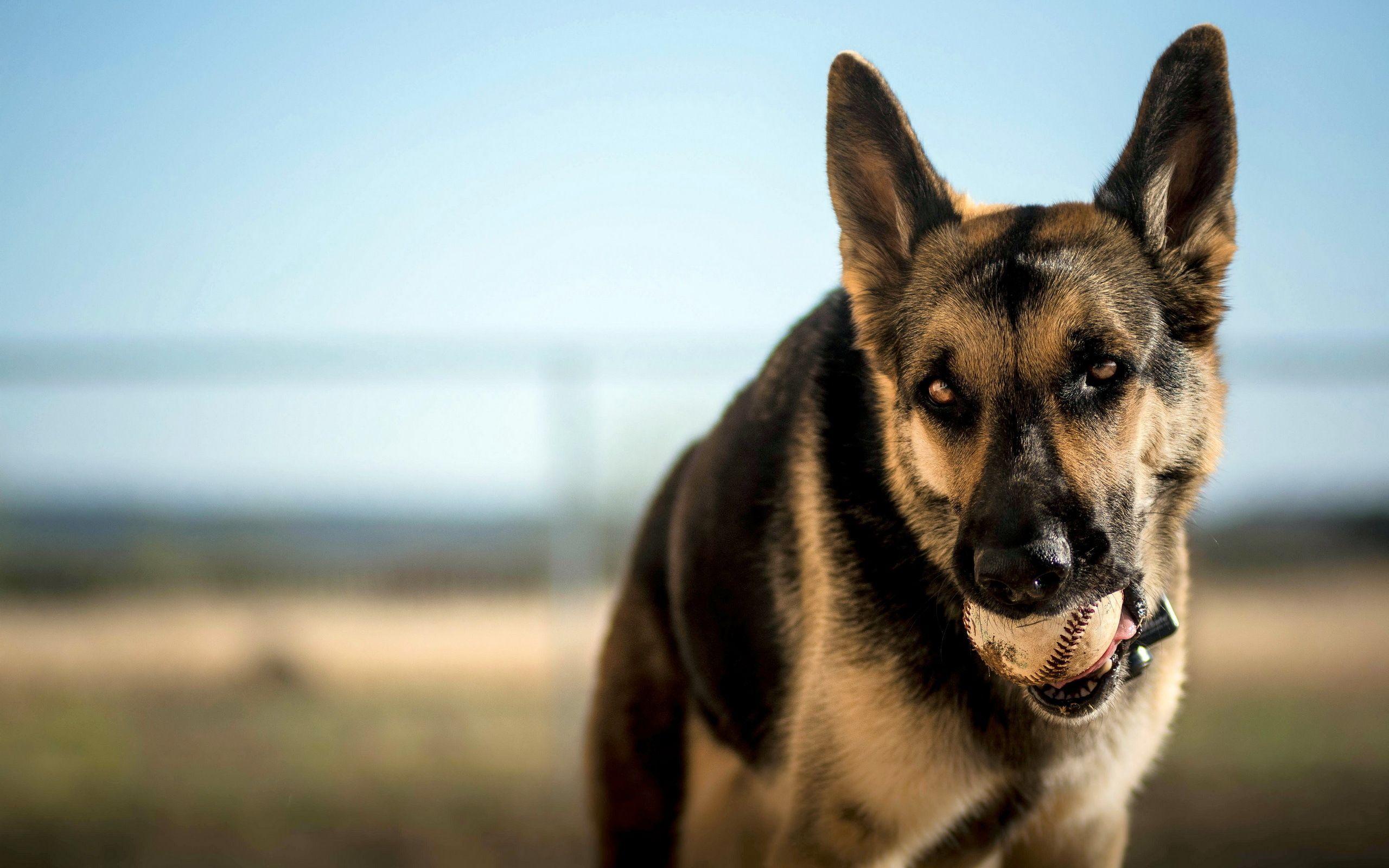 German Shepherd Desktop Wallpapers - Top Free German Shepherd Desktop ...