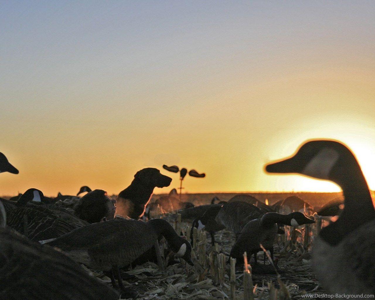 Goose Hunting Wallpapers - Top Free Goose Hunting Backgrounds ...