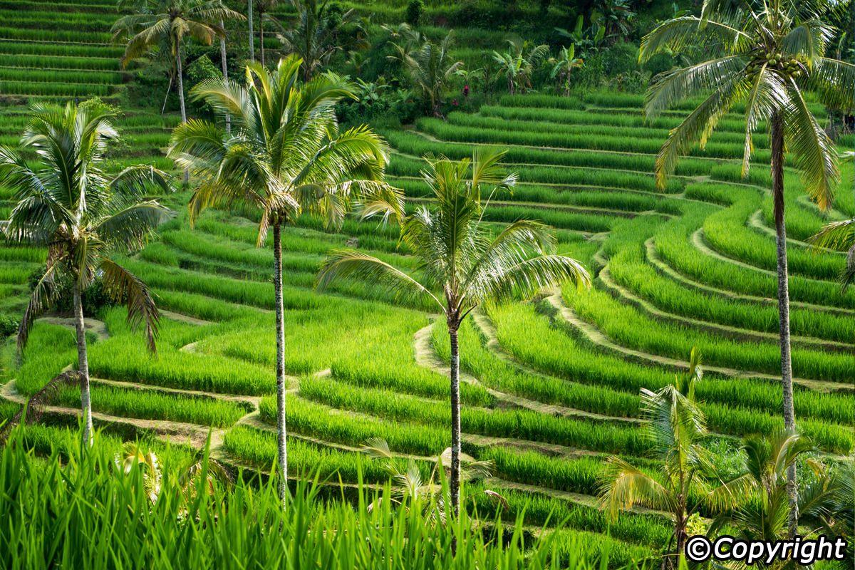 Rice Terraces HD Wallpapers - Top Free Rice Terraces HD Backgrounds ...
