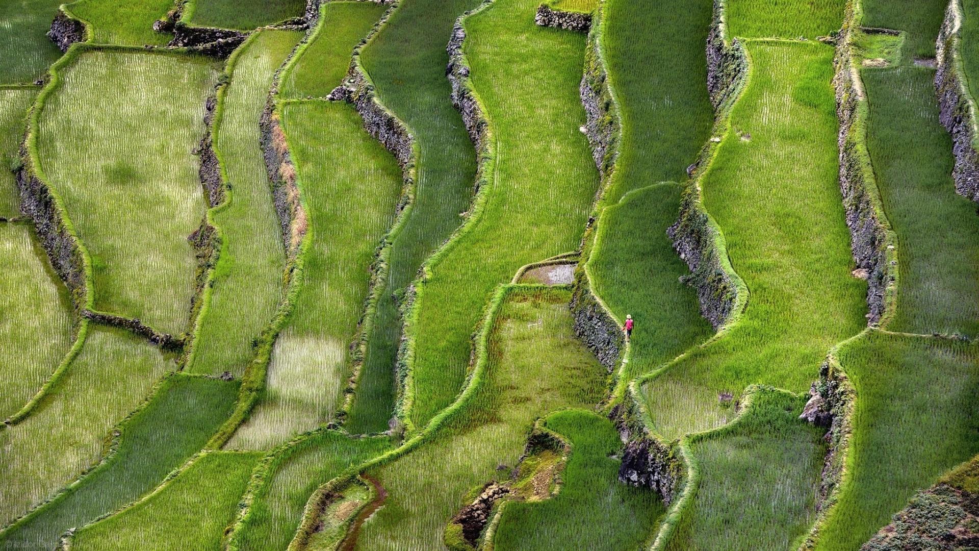 Rice Terraces HD Wallpapers - Top Free Rice Terraces HD Backgrounds ...