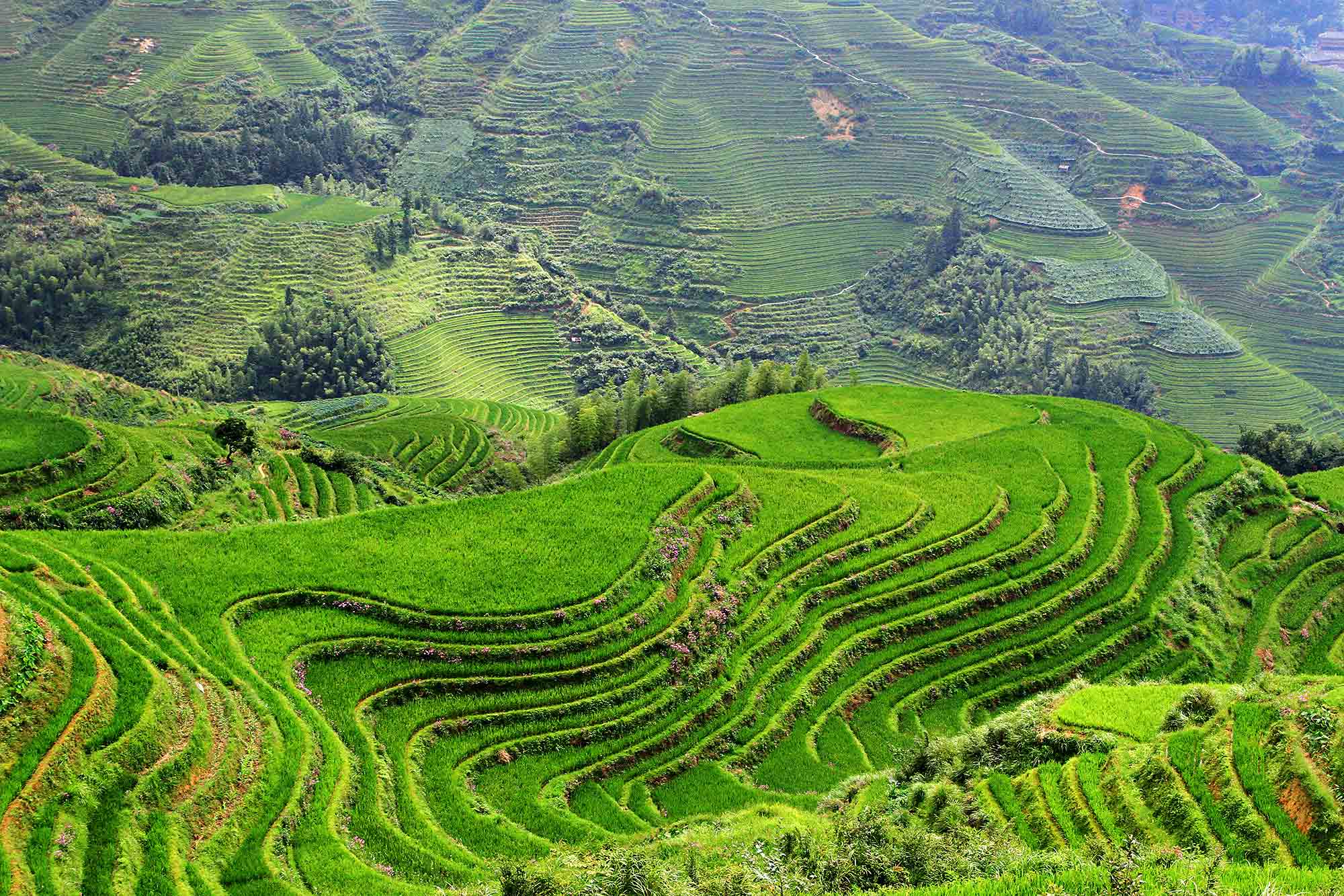 Rice Terraces HD Wallpapers - Top Free Rice Terraces HD Backgrounds ...