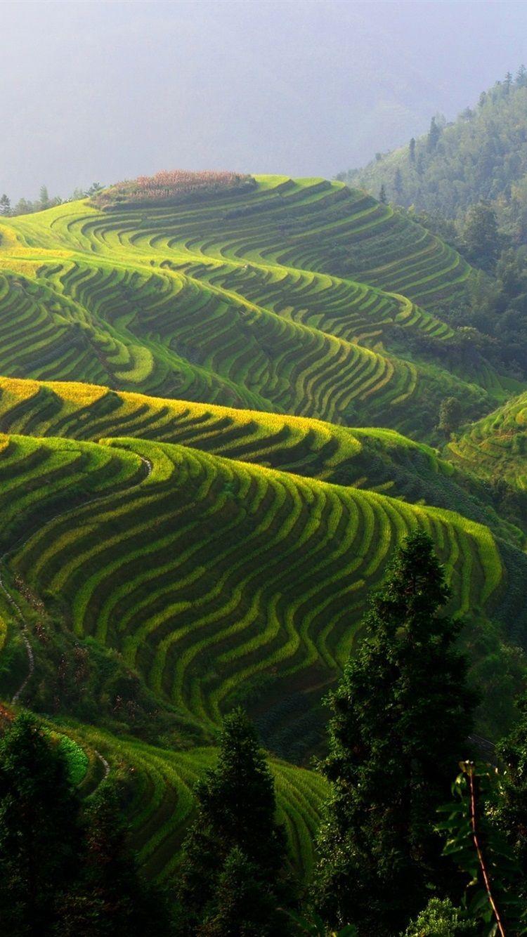 Rice Terraces HD Wallpapers - Top Free Rice Terraces HD Backgrounds ...