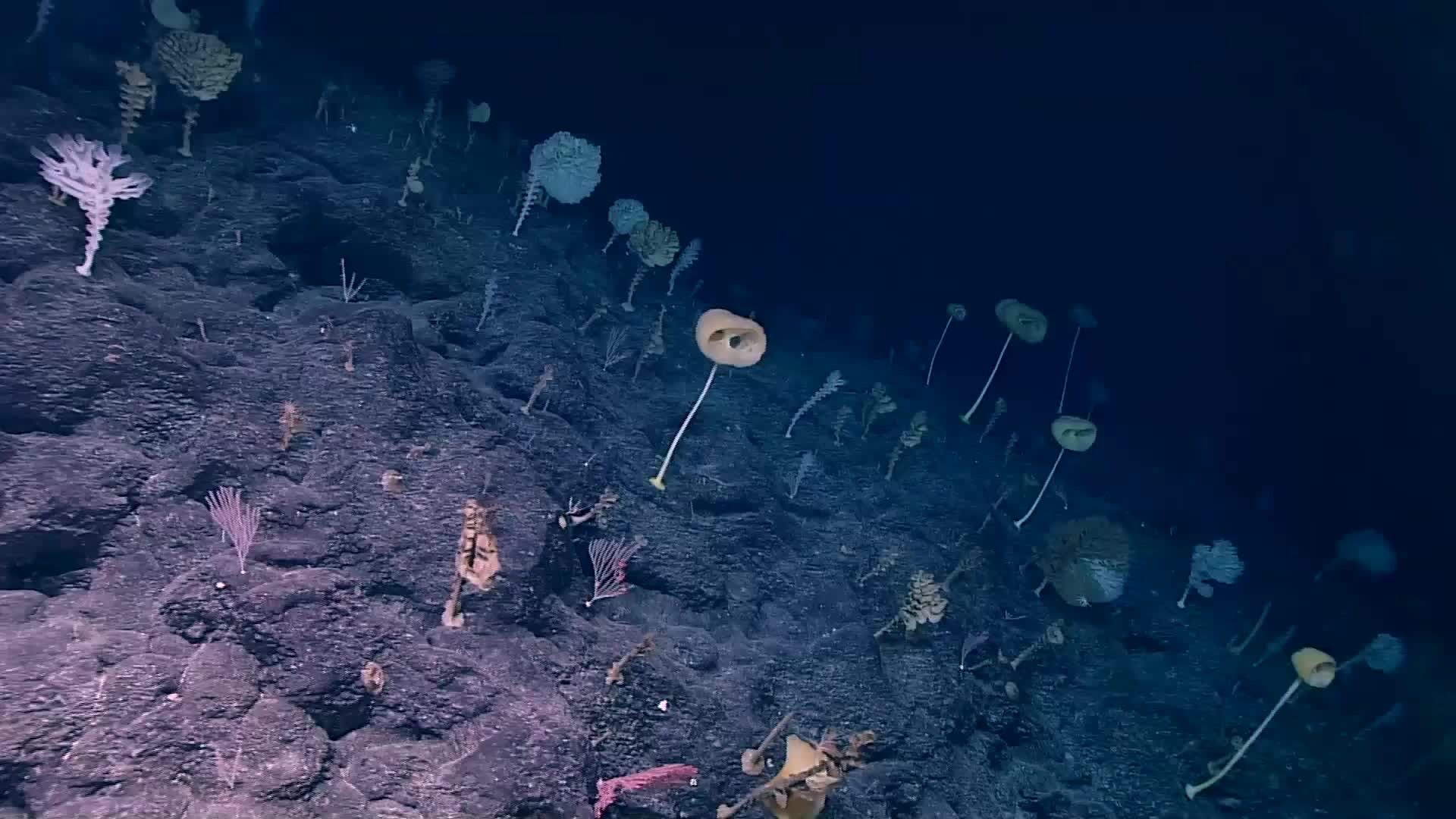 Deep Sea Creatures Wallpapers - Top Free Deep Sea Creatures Backgrounds ...