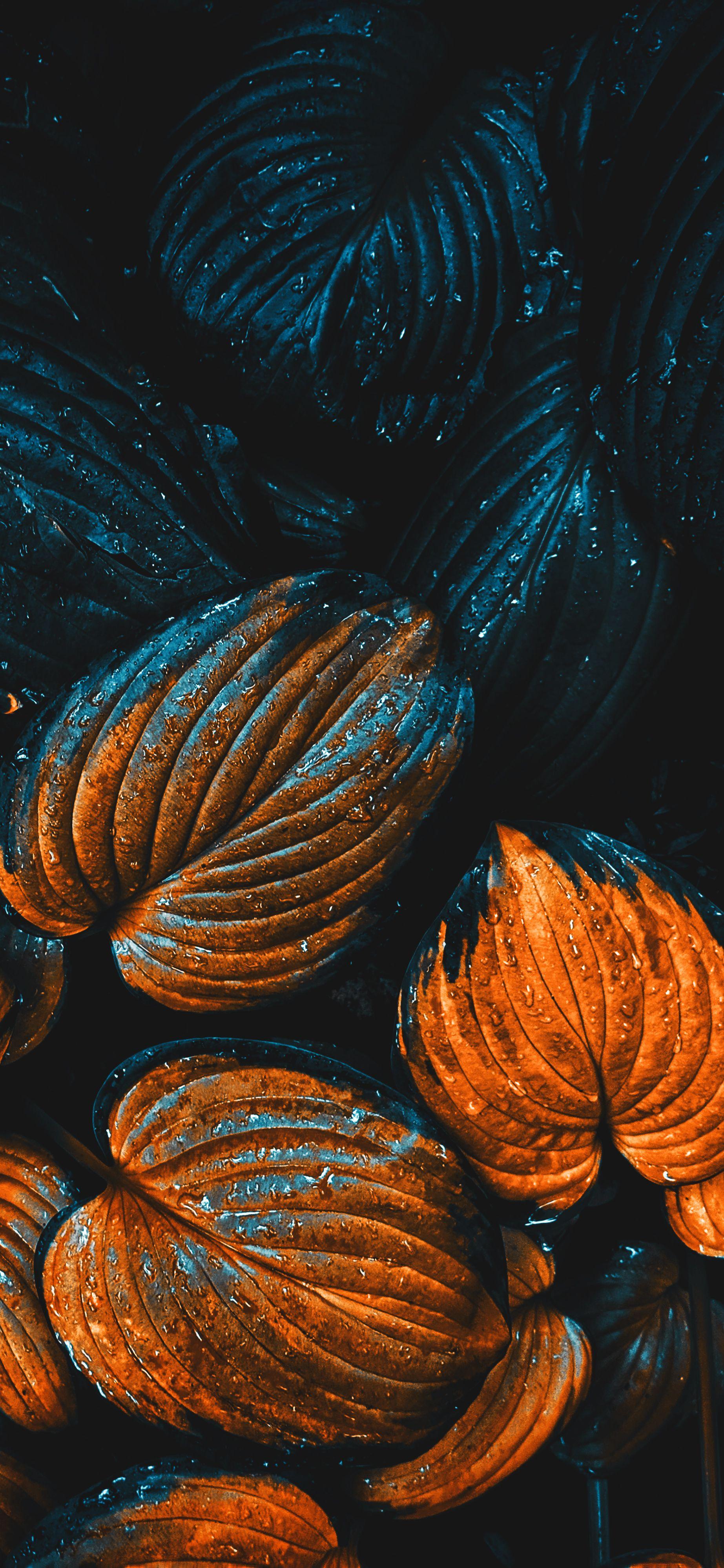 Colorful Leaves Wallpapers - Top Free Colorful Leaves Backgrounds ...