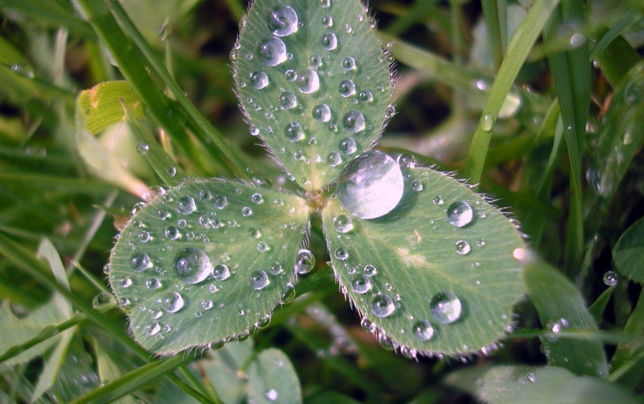 Water Clover Wallpapers - Top Free Water Clover Backgrounds ...