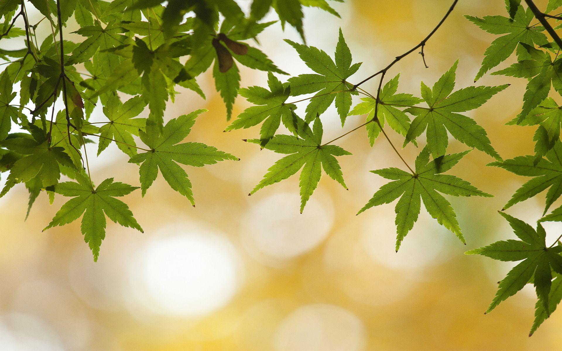 Summer Leaves Wallpapers - Top Free Summer Leaves Backgrounds ...