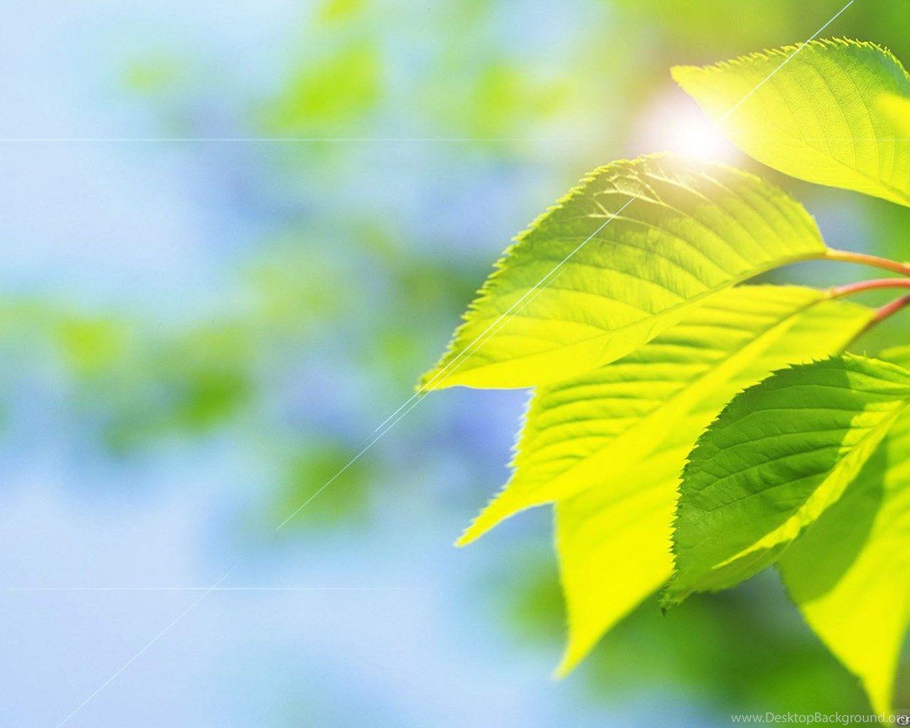 Summer Leaves Wallpapers - Top Free Summer Leaves Backgrounds ...