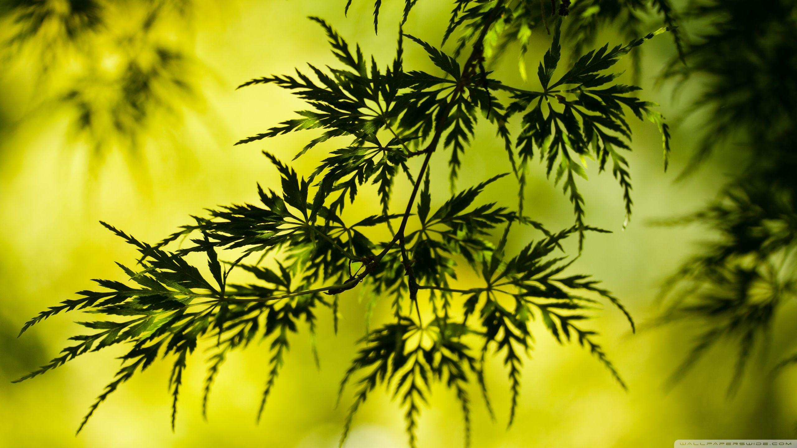 Summer Leaves Wallpapers - Top Free Summer Leaves Backgrounds ...