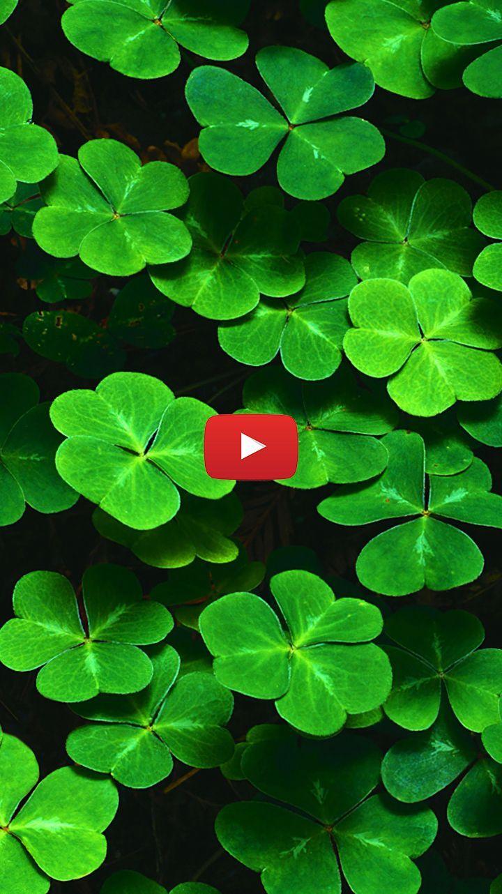 Cute Shamrock Wallpapers - Top Free Cute Shamrock Backgrounds ...